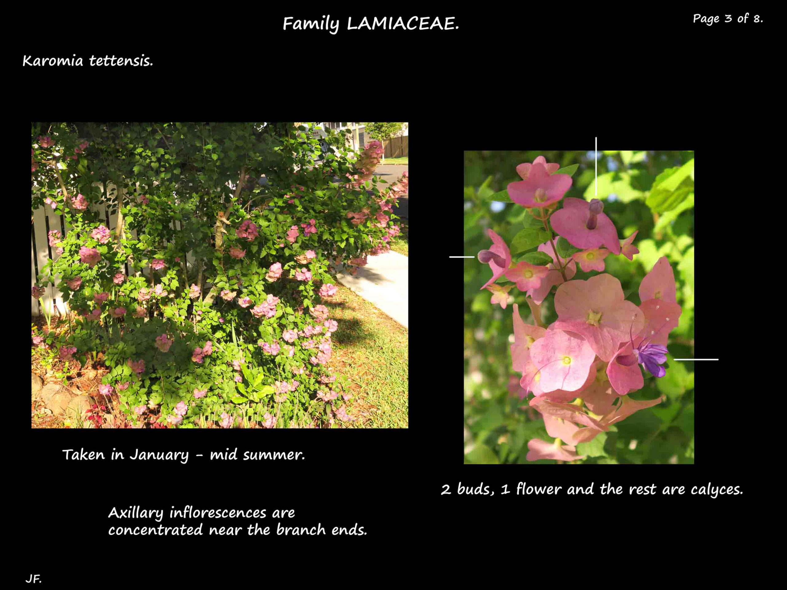 Karomia tettensis - Botany Brisbane