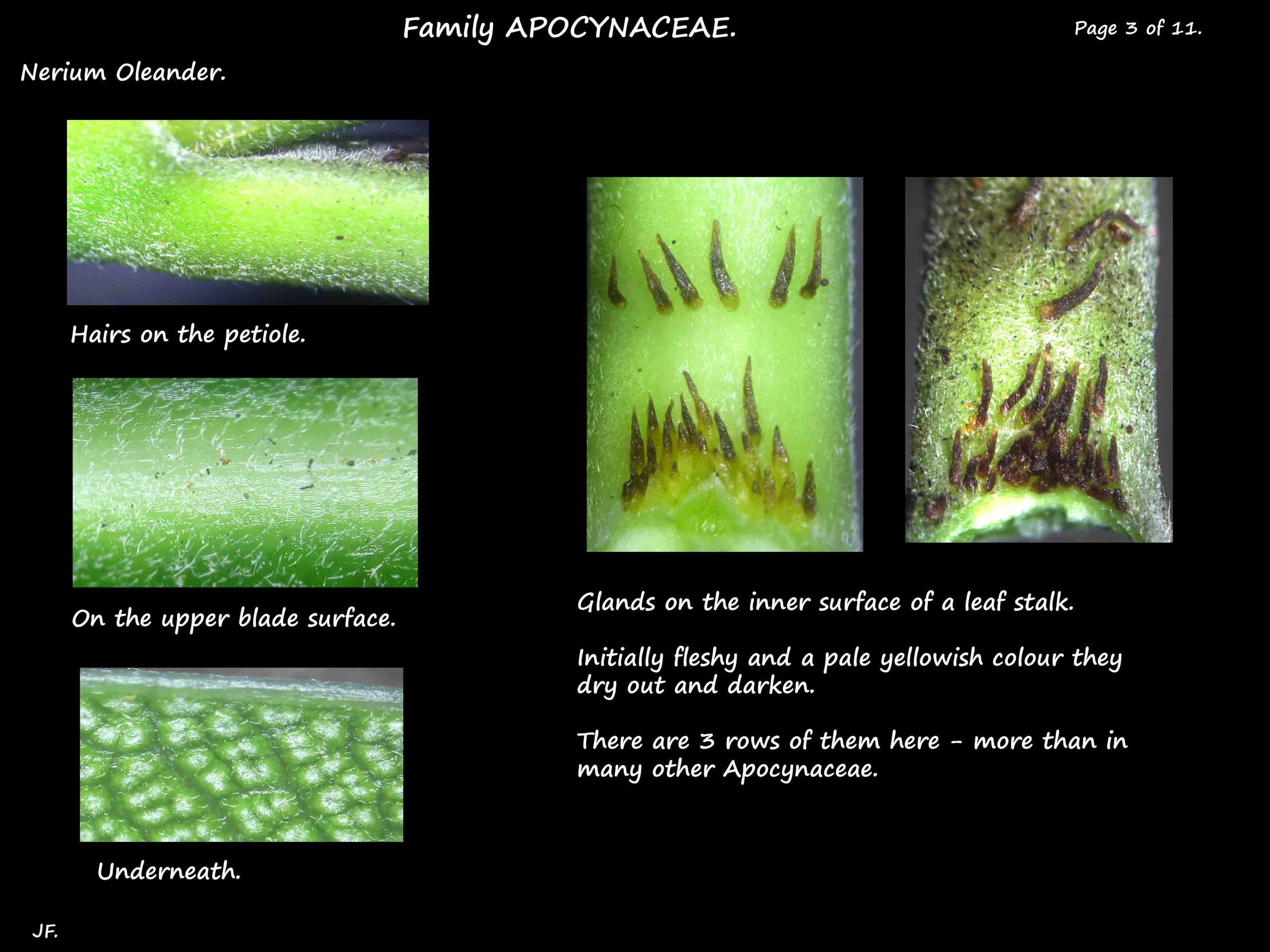 Nerium oleander - Botany Brisbane