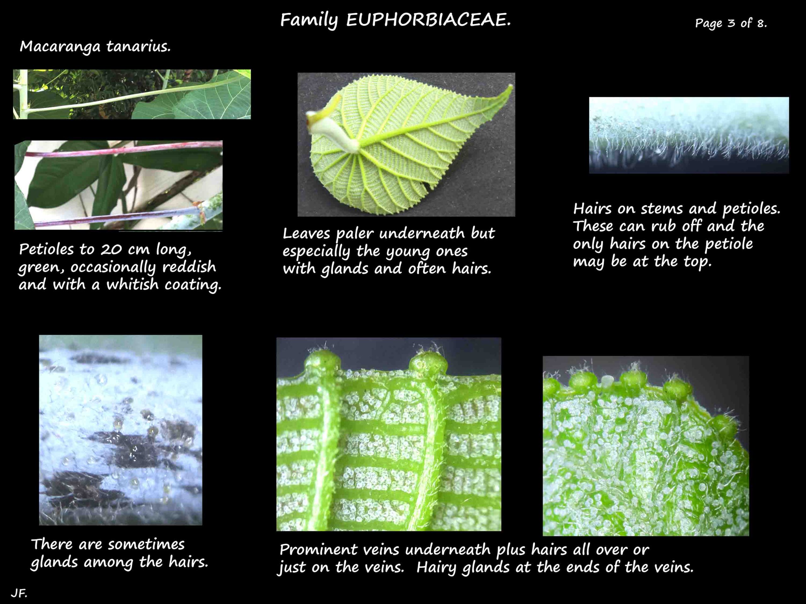 Macaranga tanarius - Botany Brisbane