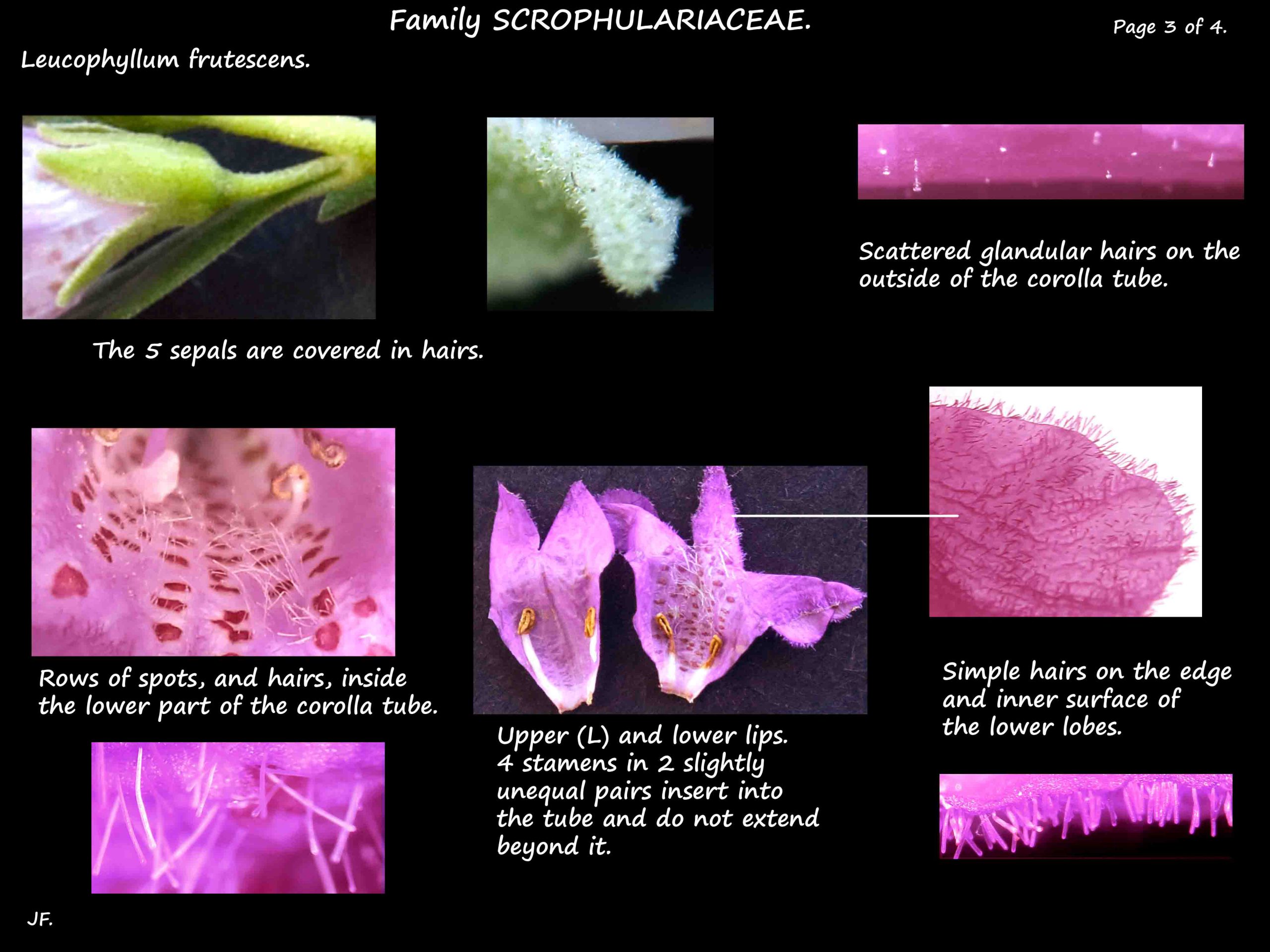 Leucophyllum frutescens - Botany Brisbane