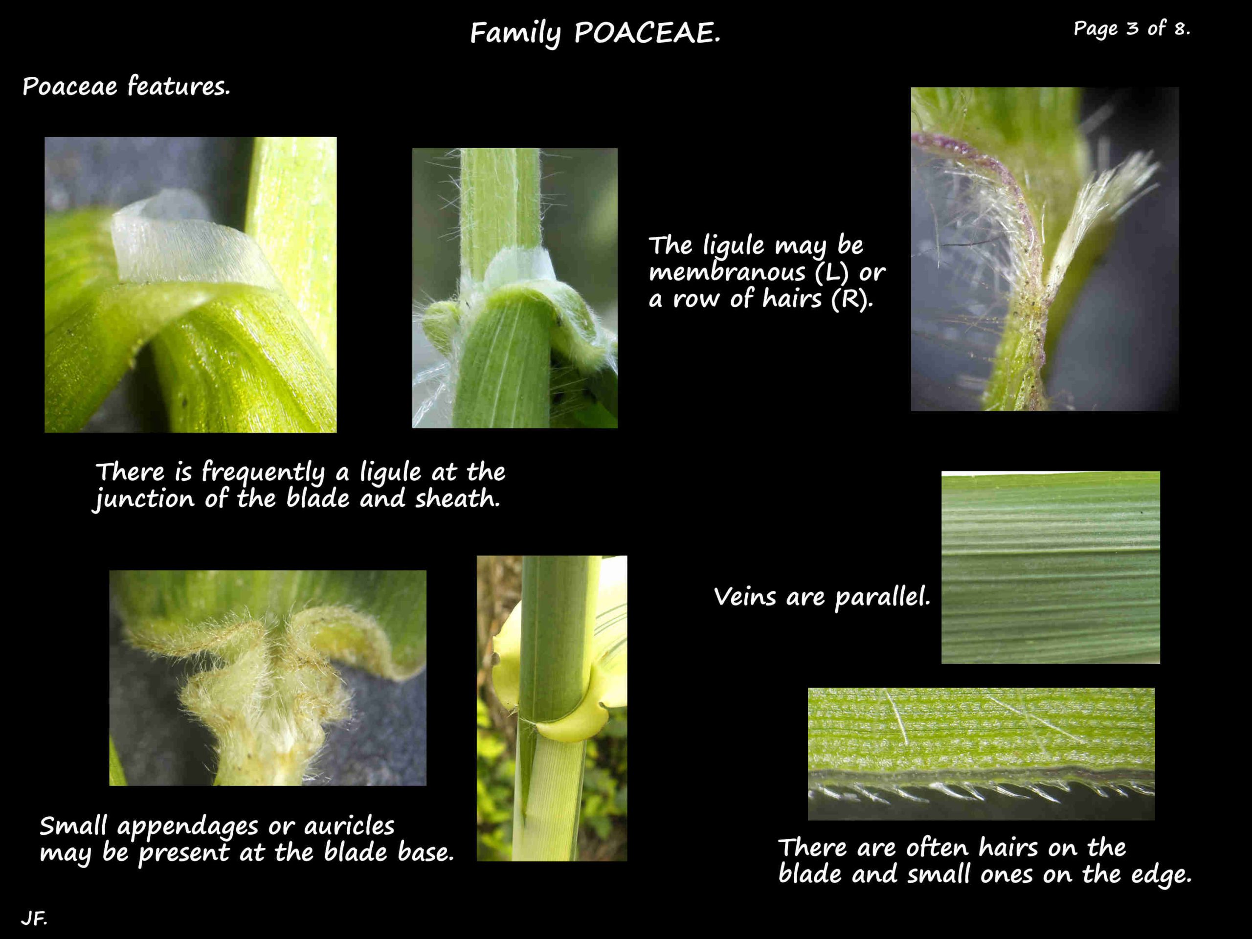 Poaceae - grasses - Botany Brisbane