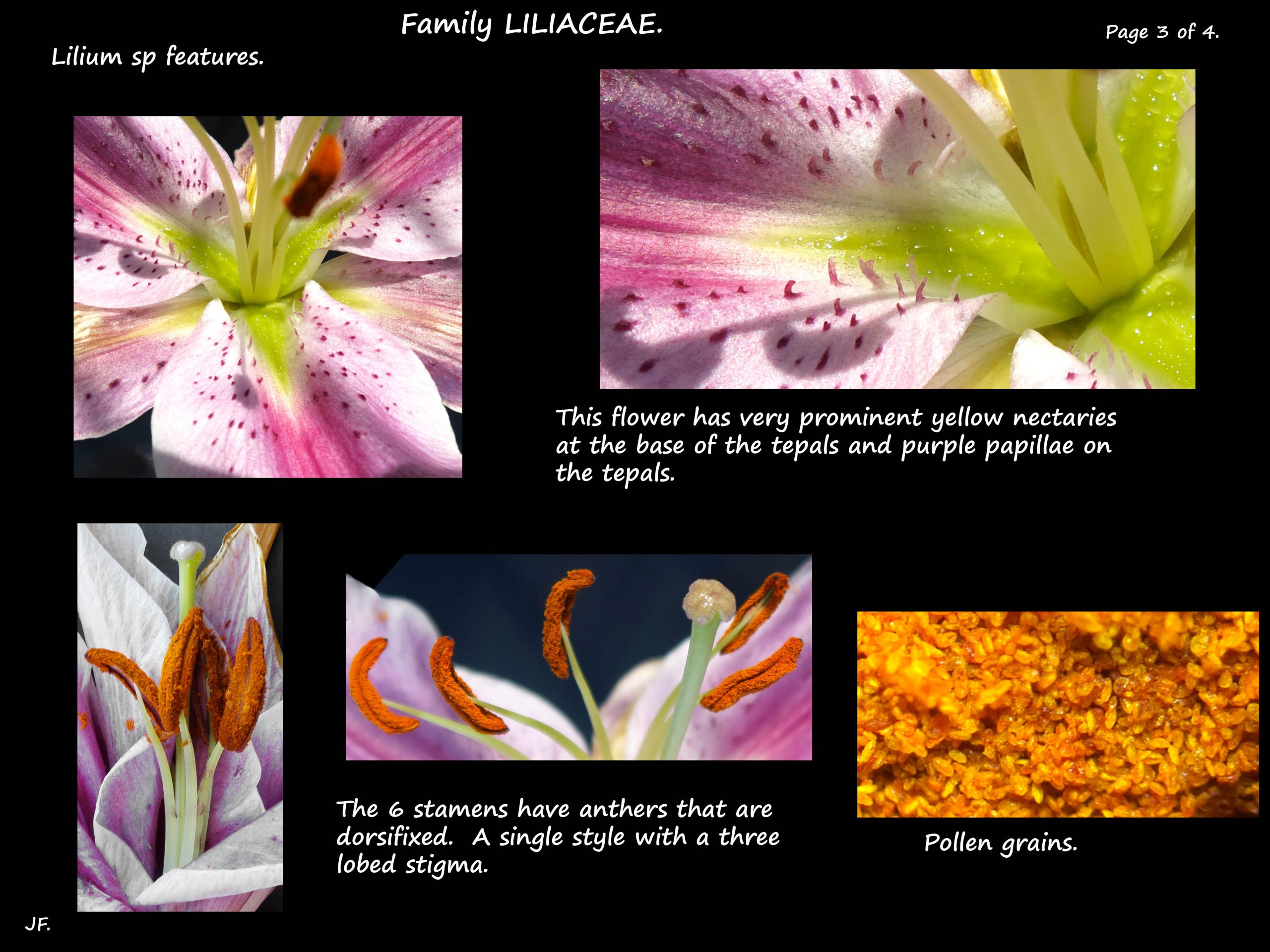 Lilium - Botany Brisbane