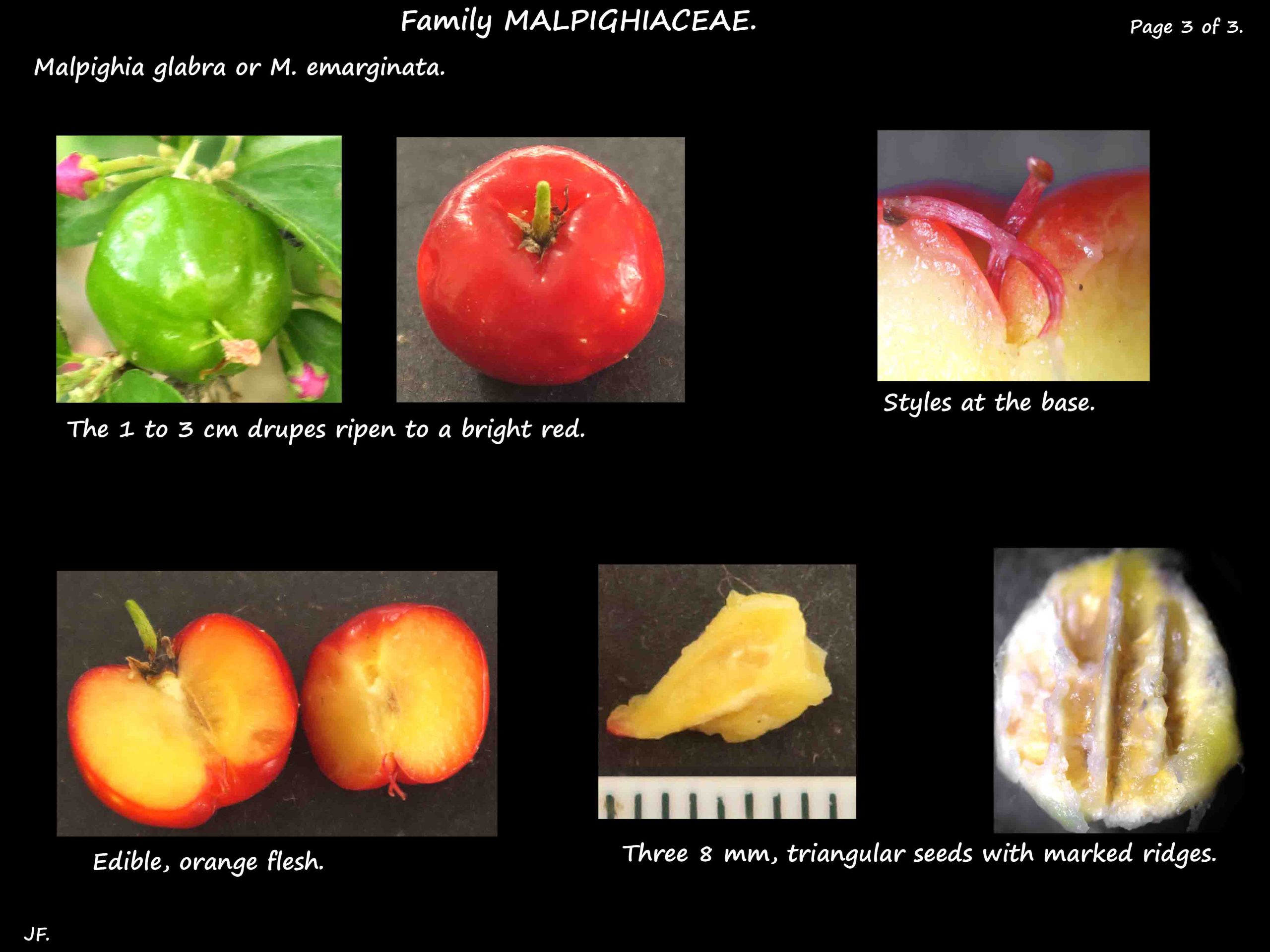 Malpighia glabra - Botany Brisbane