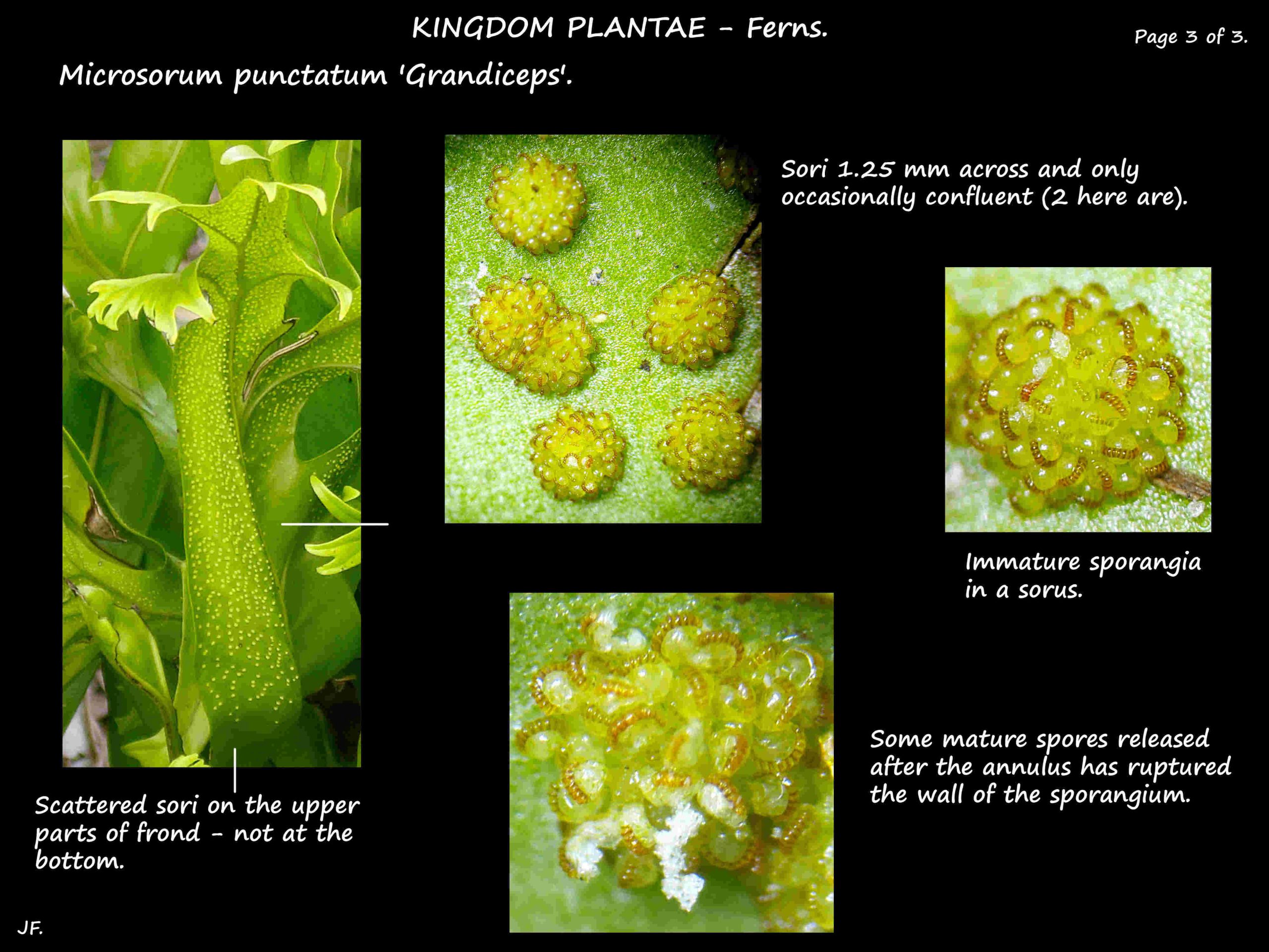 Microsorum punctatum 'Grandiceps' - Botany Brisbane