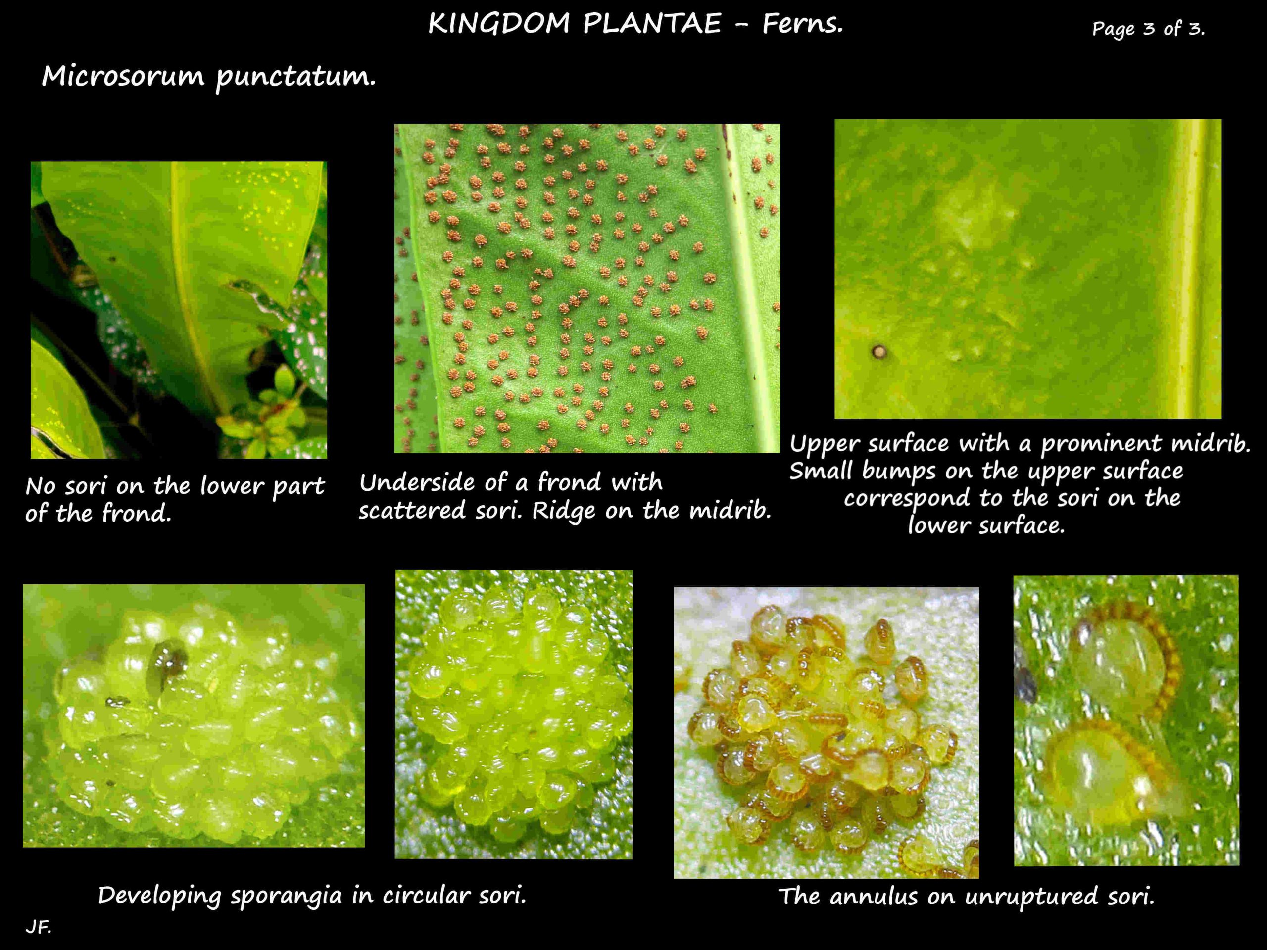 Microsorum punctatum - Botany Brisbane