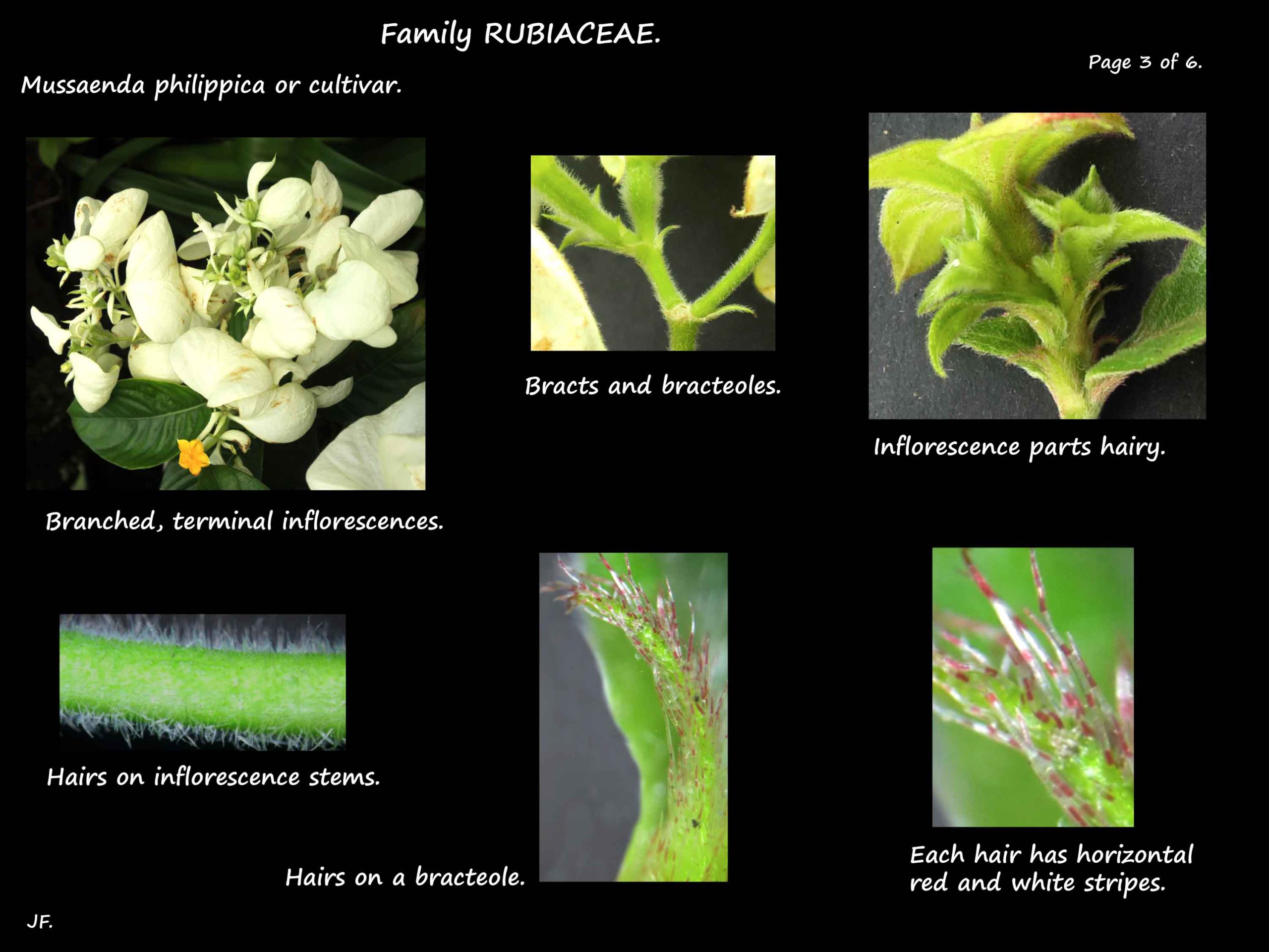 Mussaenda philippica - Botany Brisbane