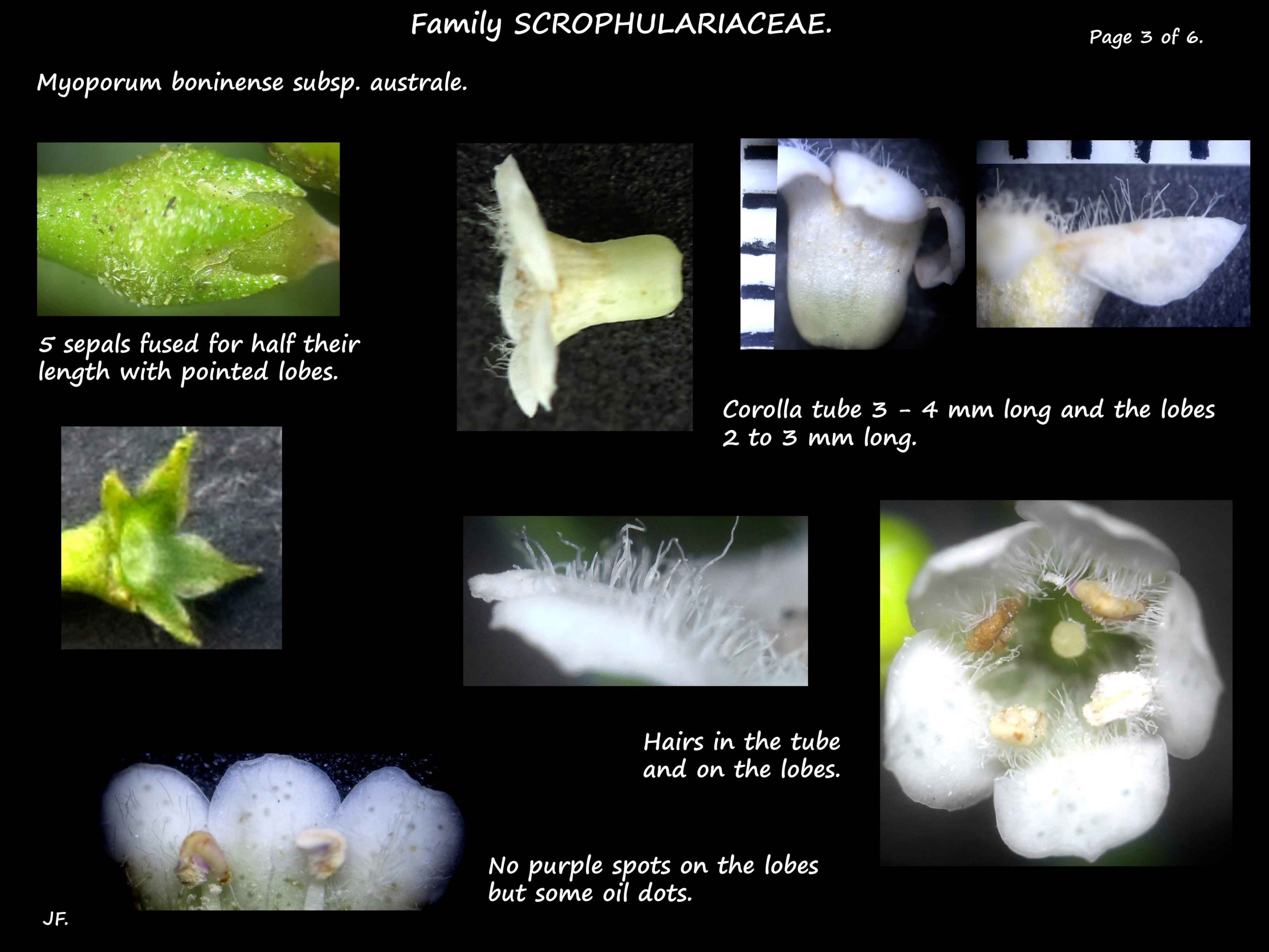 Myoporum boninense subsp. australe - Botany Brisbane