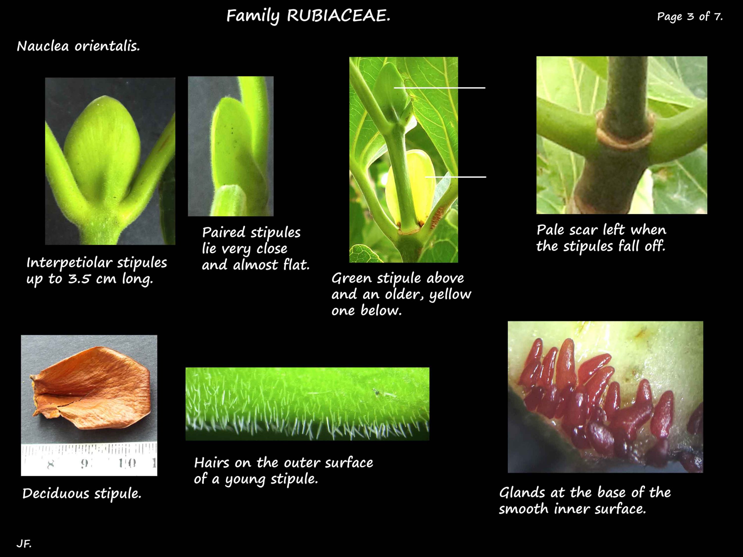 Nauclea orientalis - Botany Brisbane