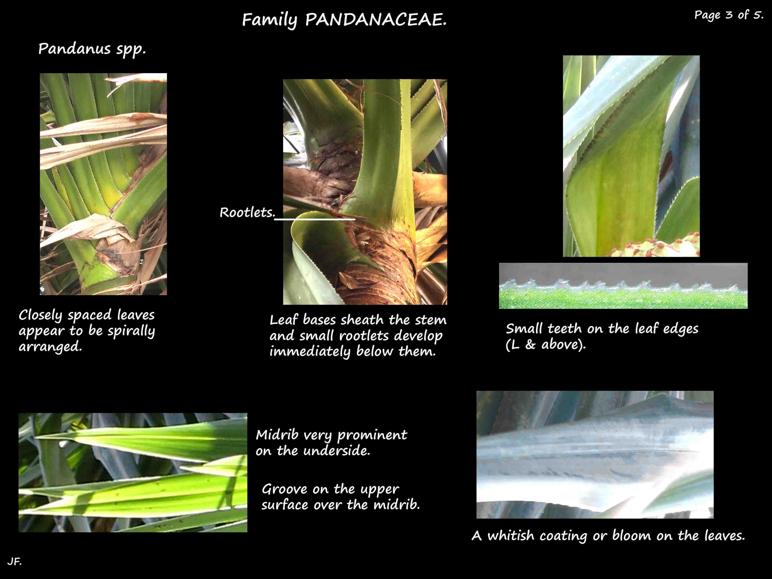 Pandanus - Botany Brisbane