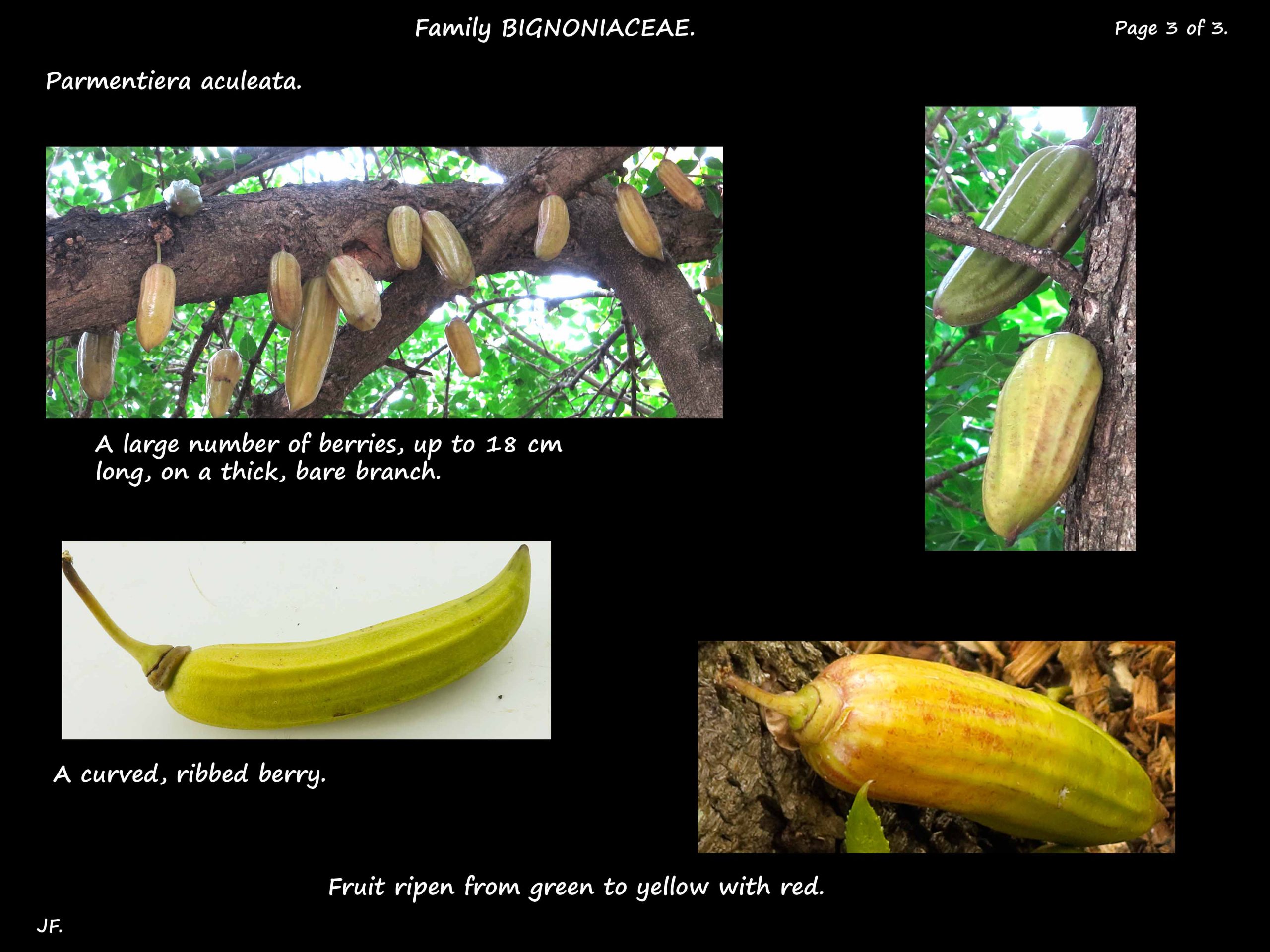 Parmentiera aculeata - Botany Brisbane