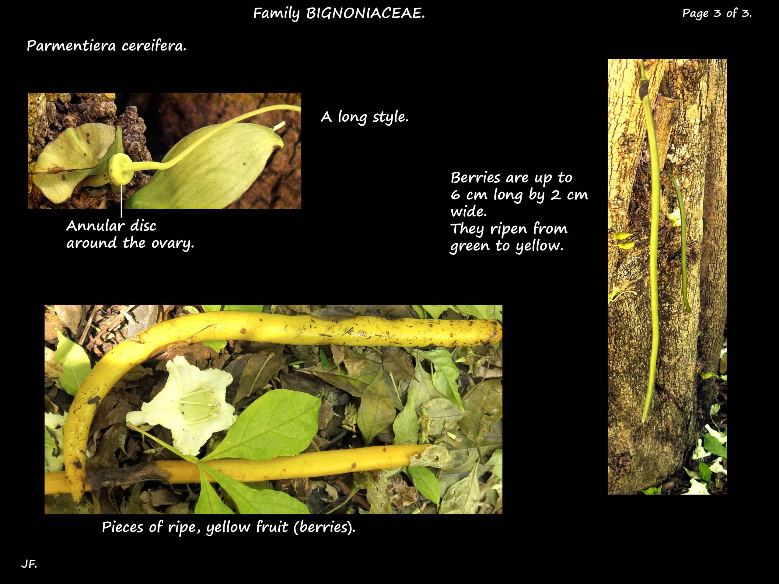 Parmentiera cereifera - Botany Brisbane