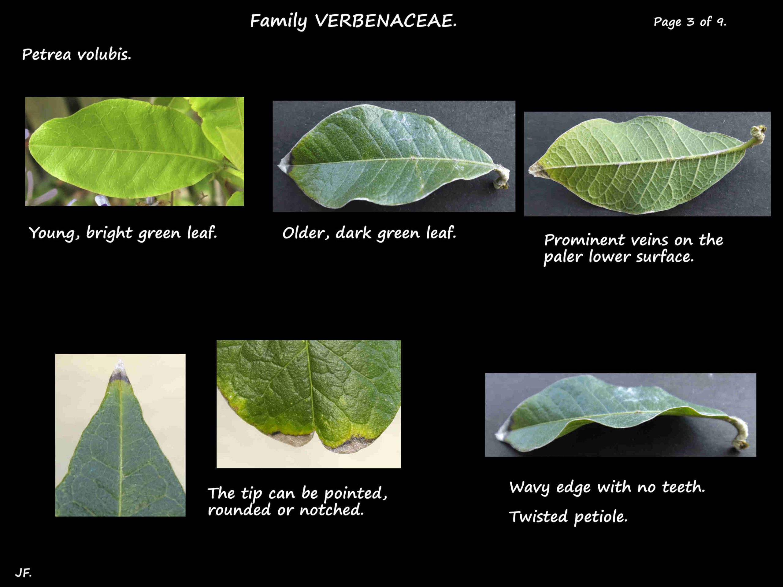 Petrea volubis - Botany Brisbane