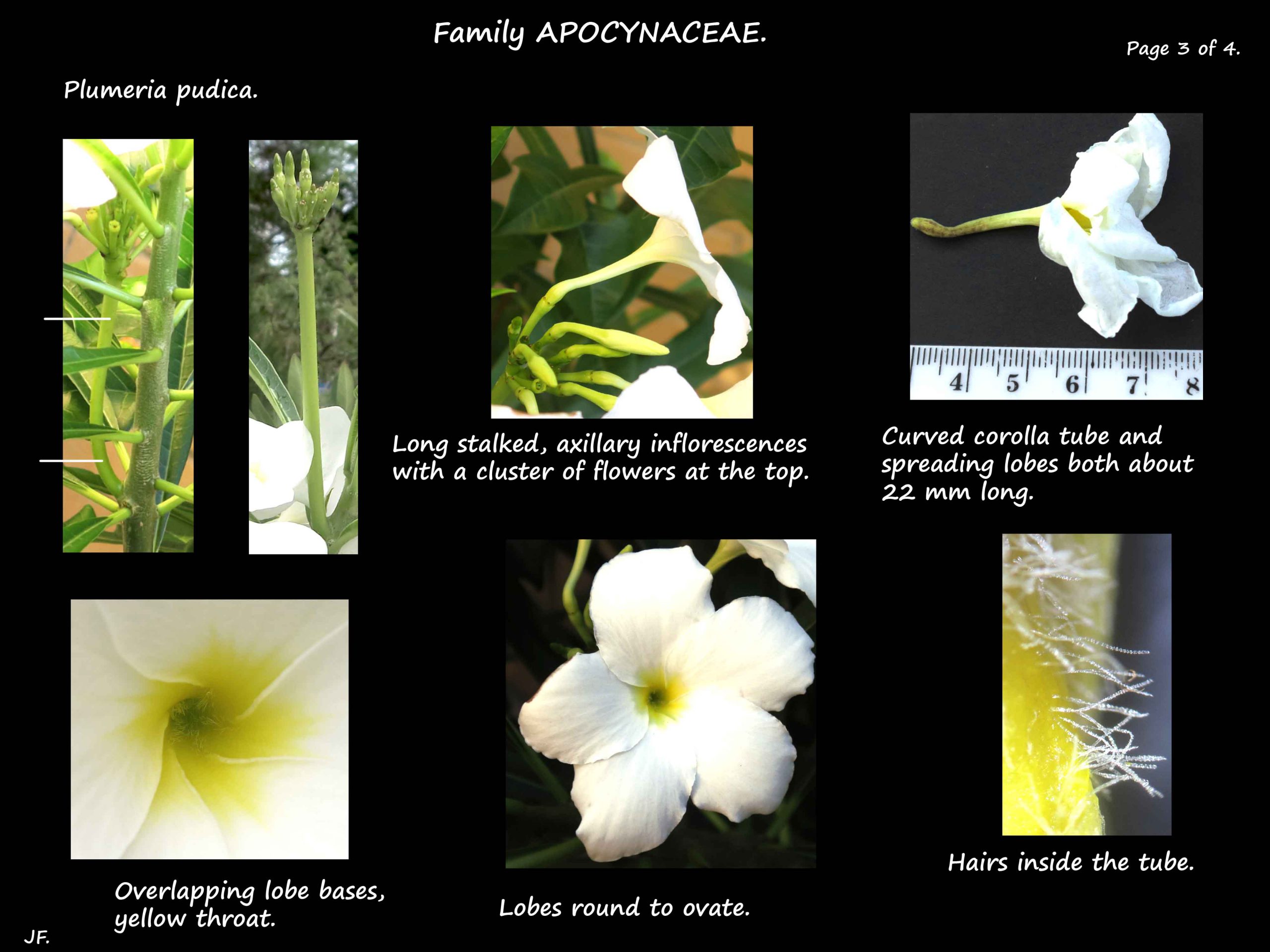 Plumeria pudica - Botany Brisbane