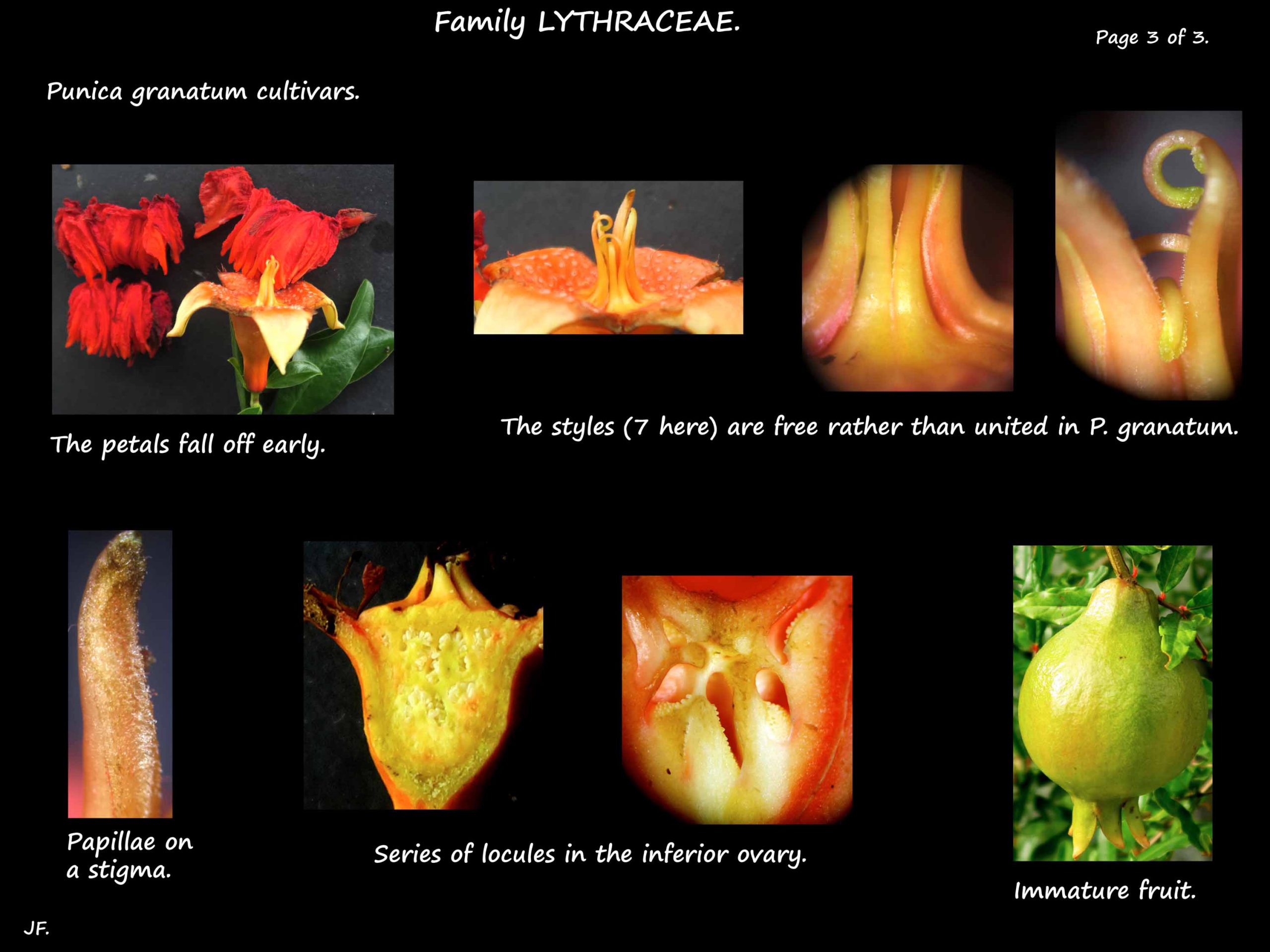 Punica granatum cultivars - Botany Brisbane