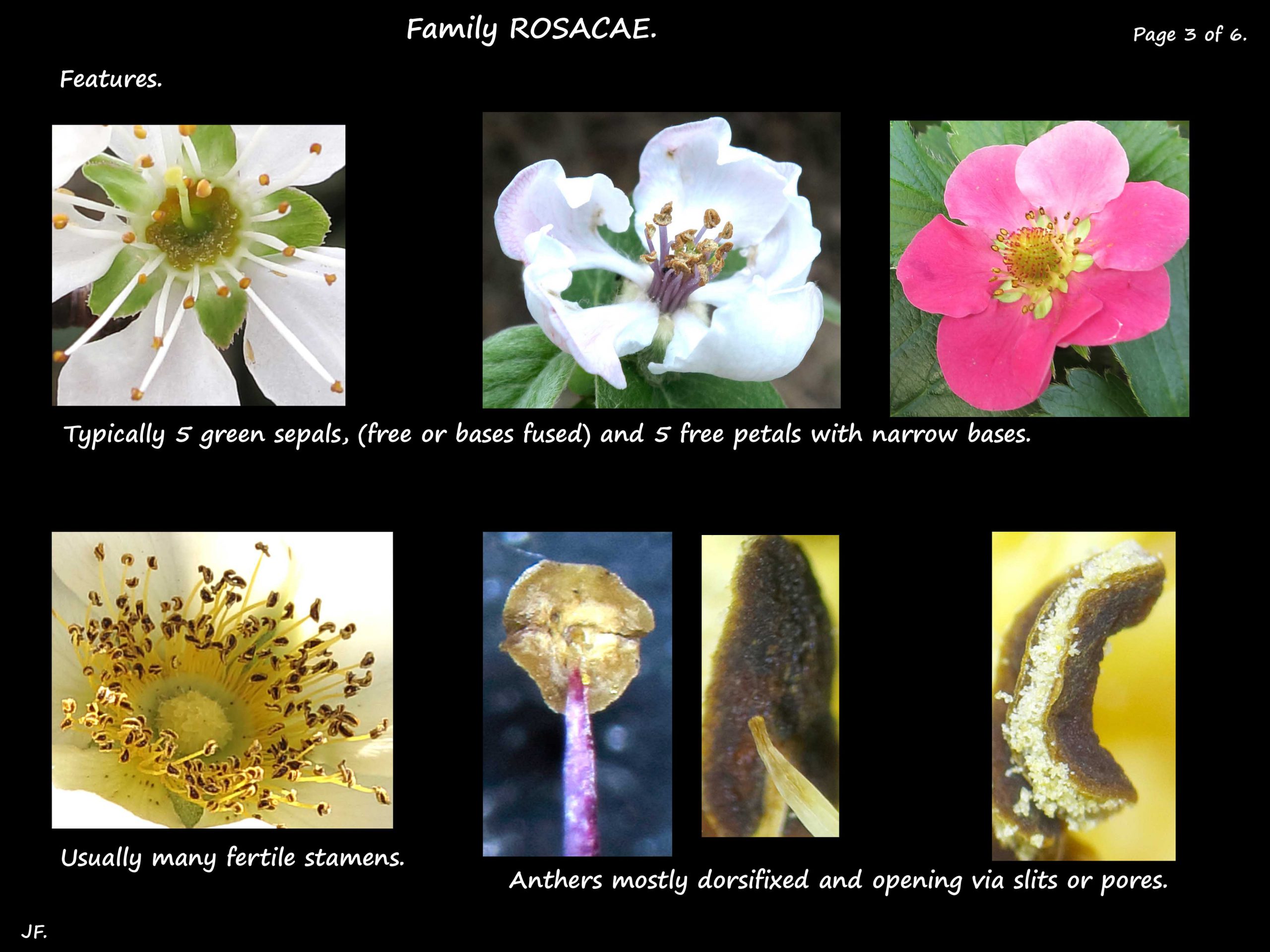 Rosaceae - Botany Brisbane