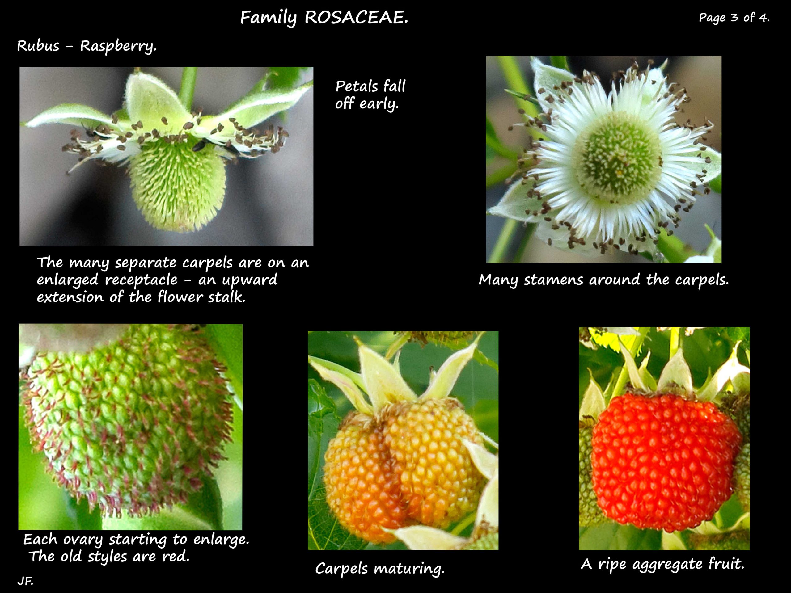Rubus - Botany Brisbane