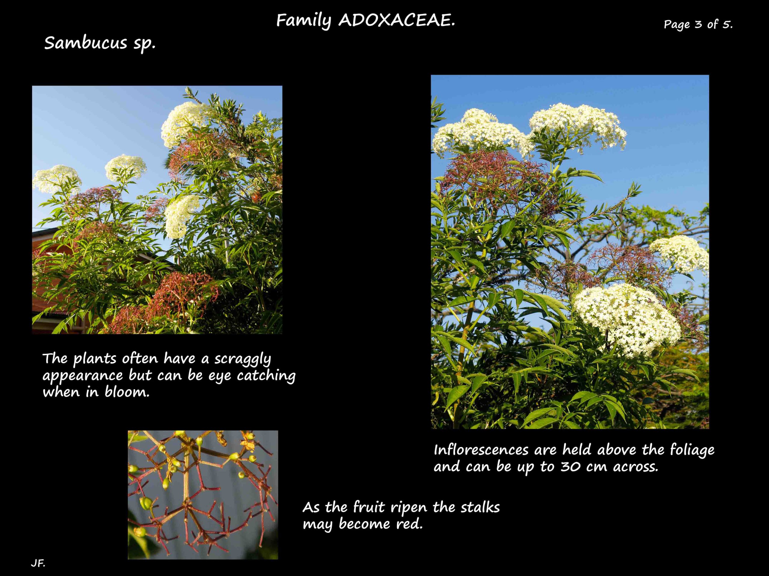 Sambucus - Botany Brisbane