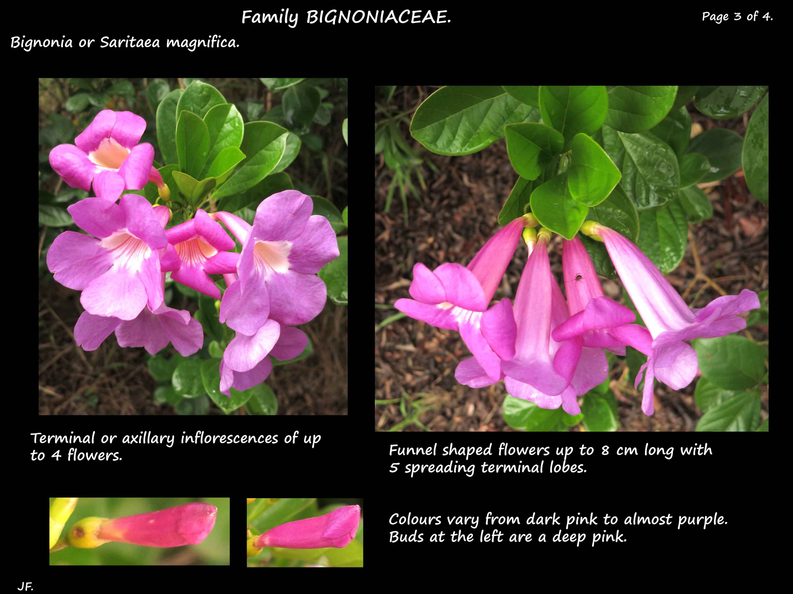 Saritaea magnifica - Botany Brisbane