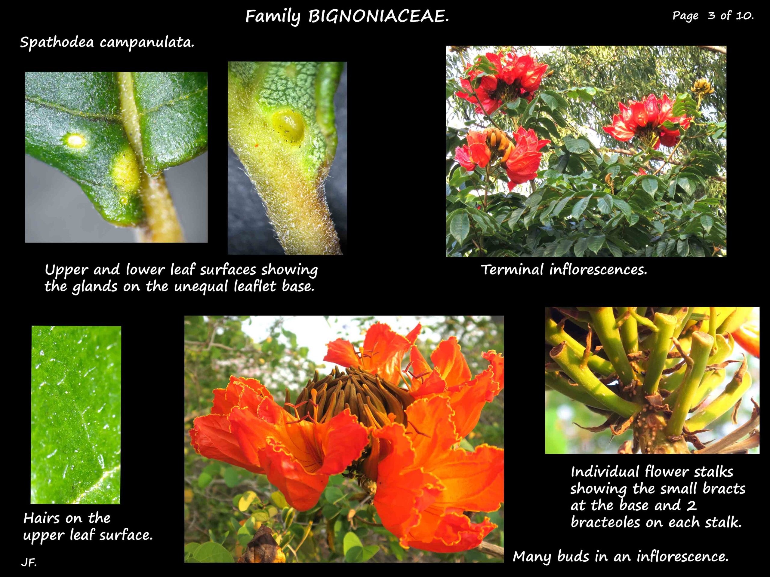 Spathodea campanulata - Botany Brisbane