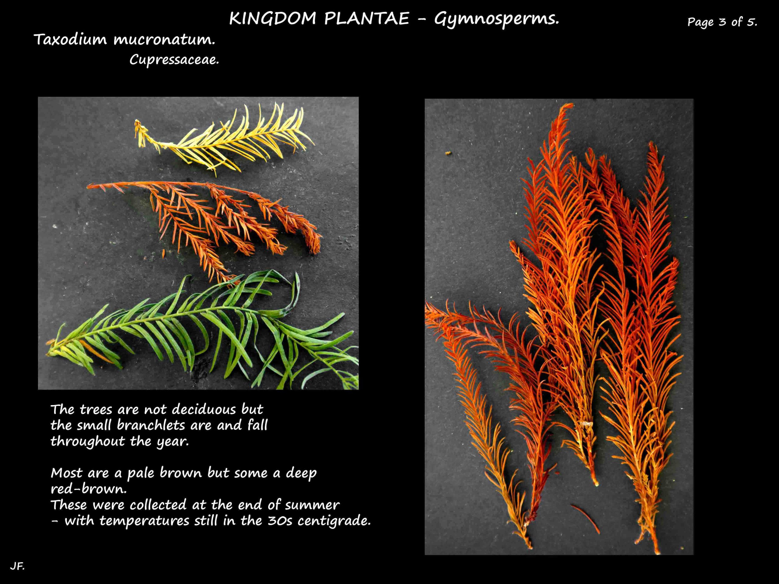 Taxodium mucronatum - Botany Brisbane