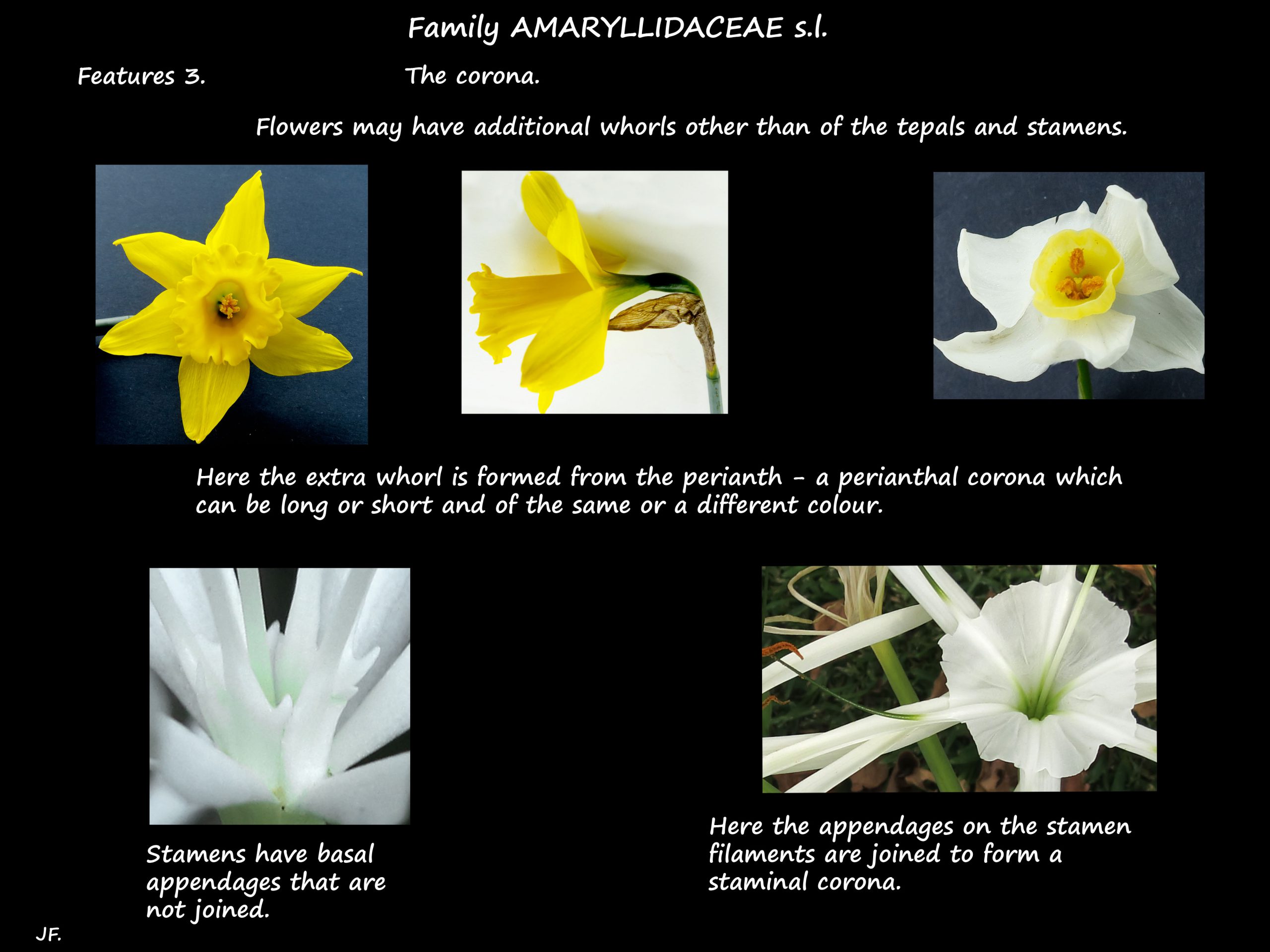 Amaryllidaceae s.l. - Botany Brisbane