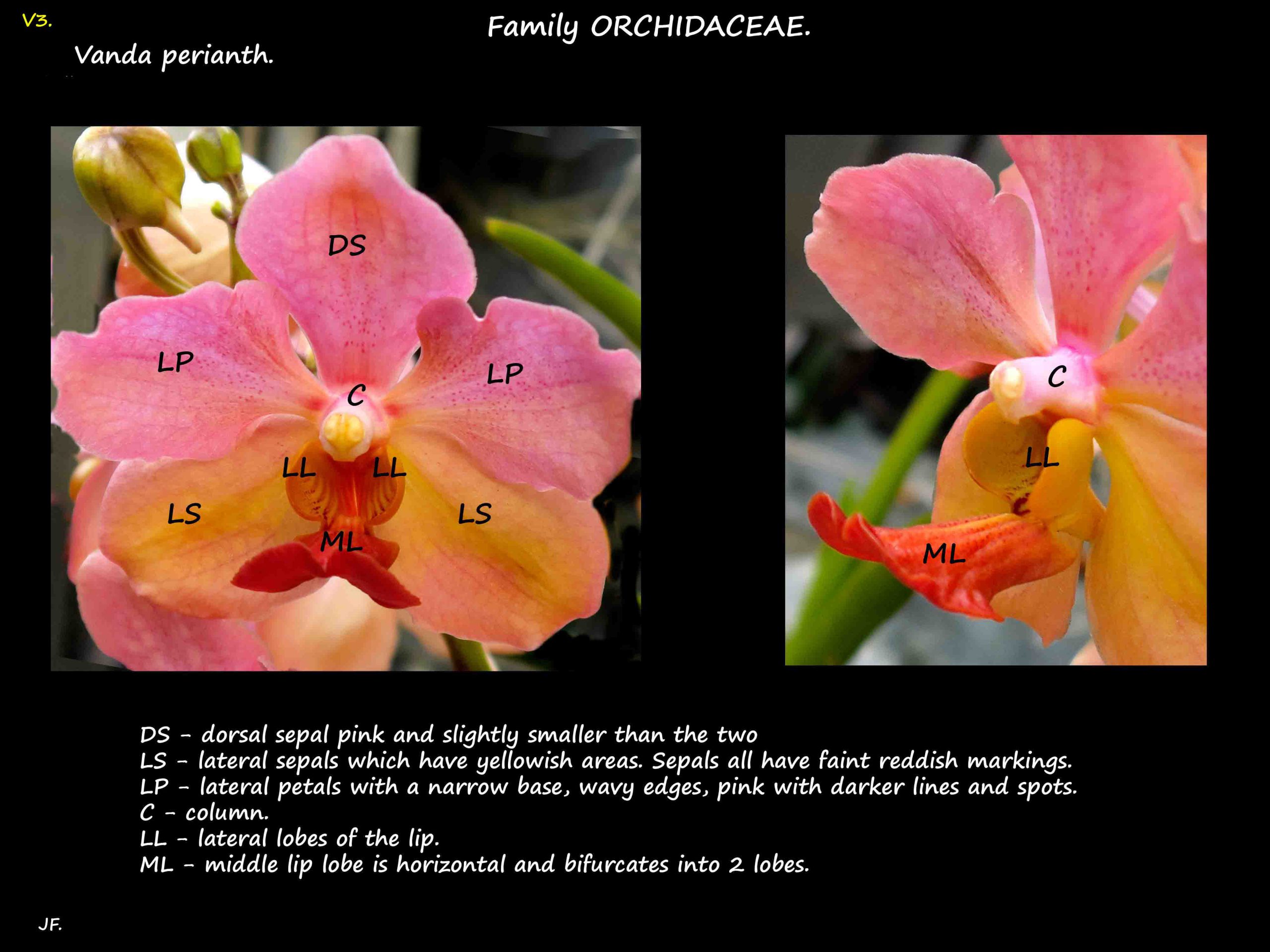 Vanda - Botany Brisbane