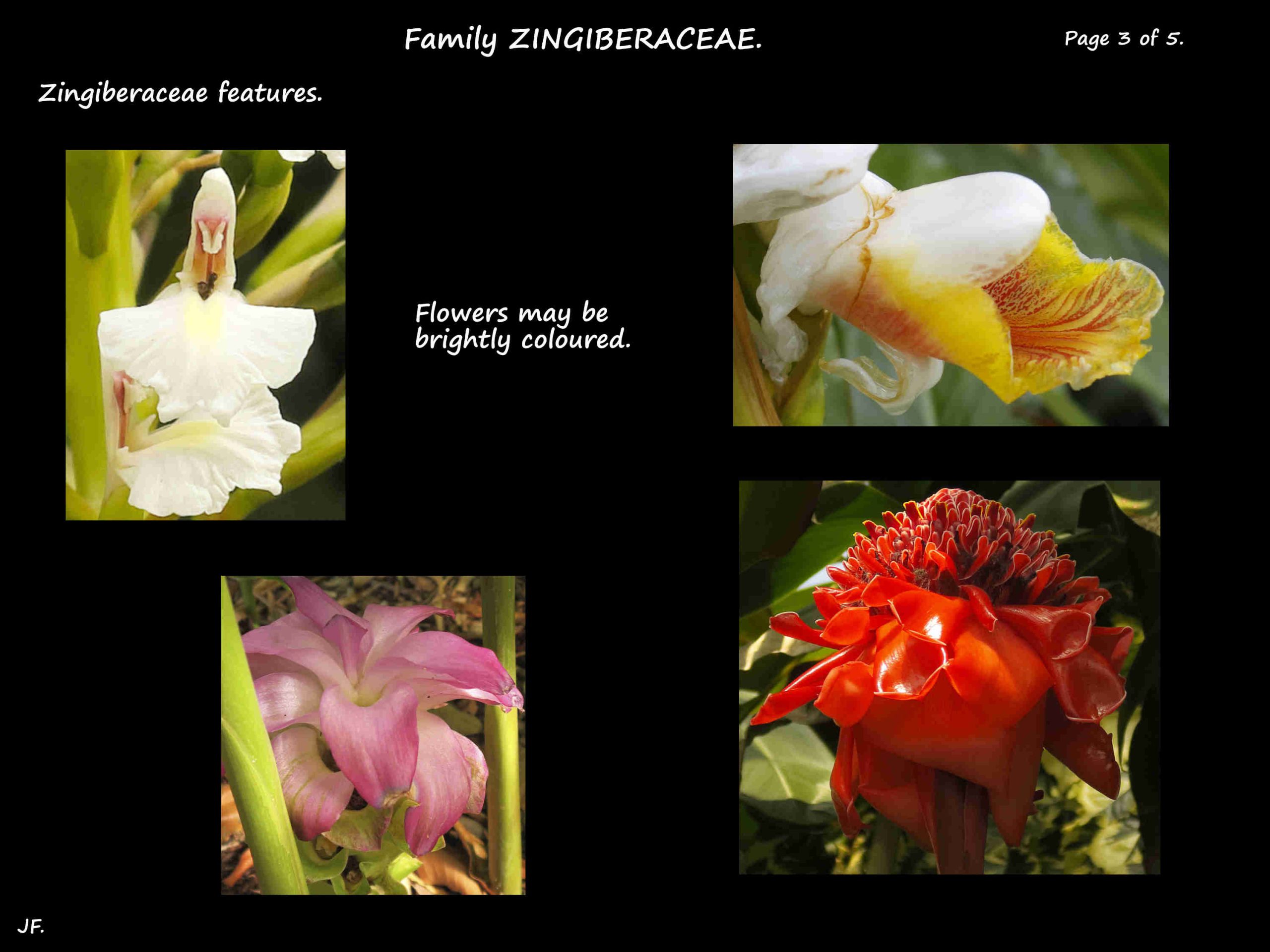 Zingiberaceae - Botany Brisbane