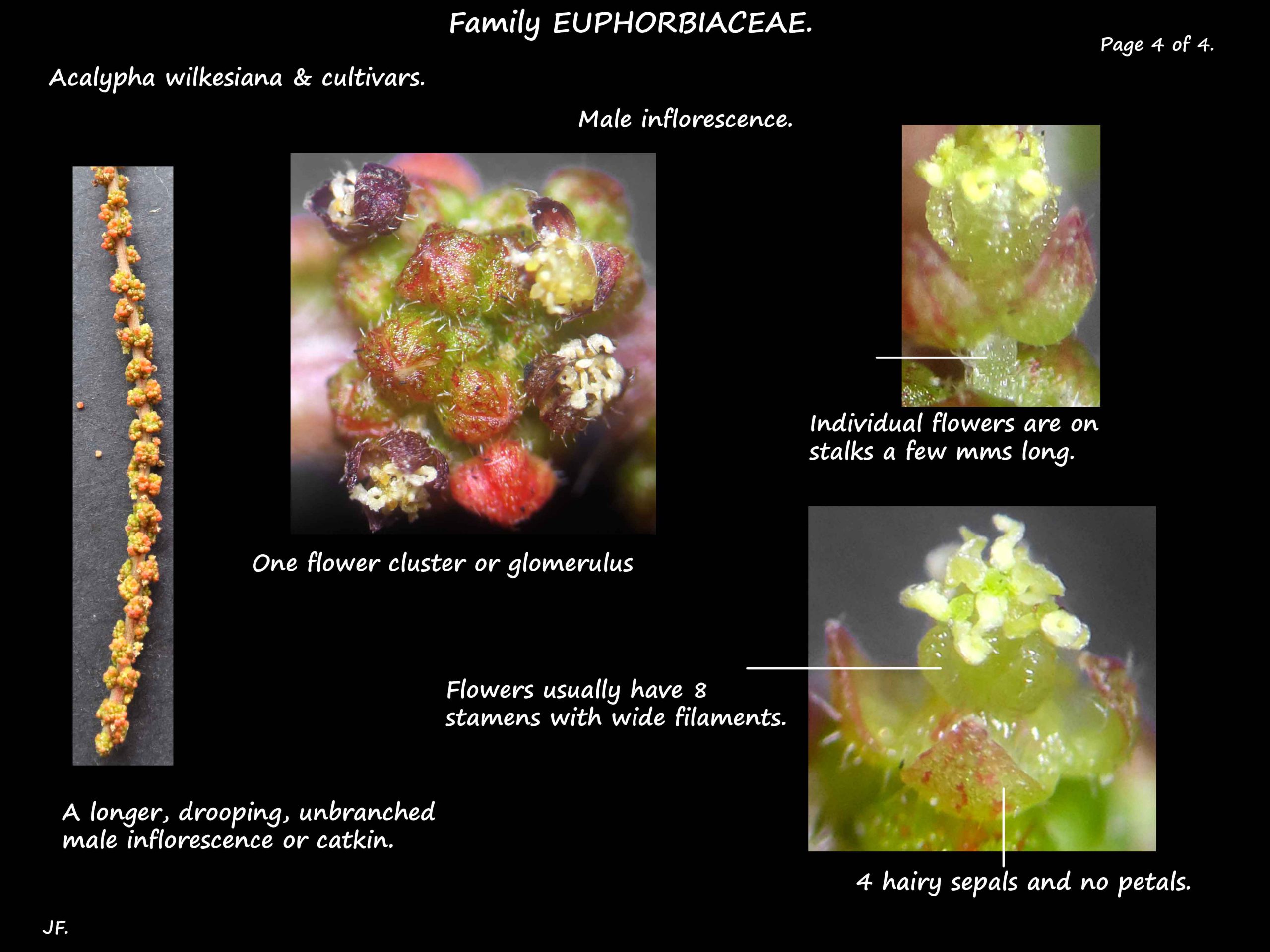 Acalypha wilkesiana - Botany Brisbane