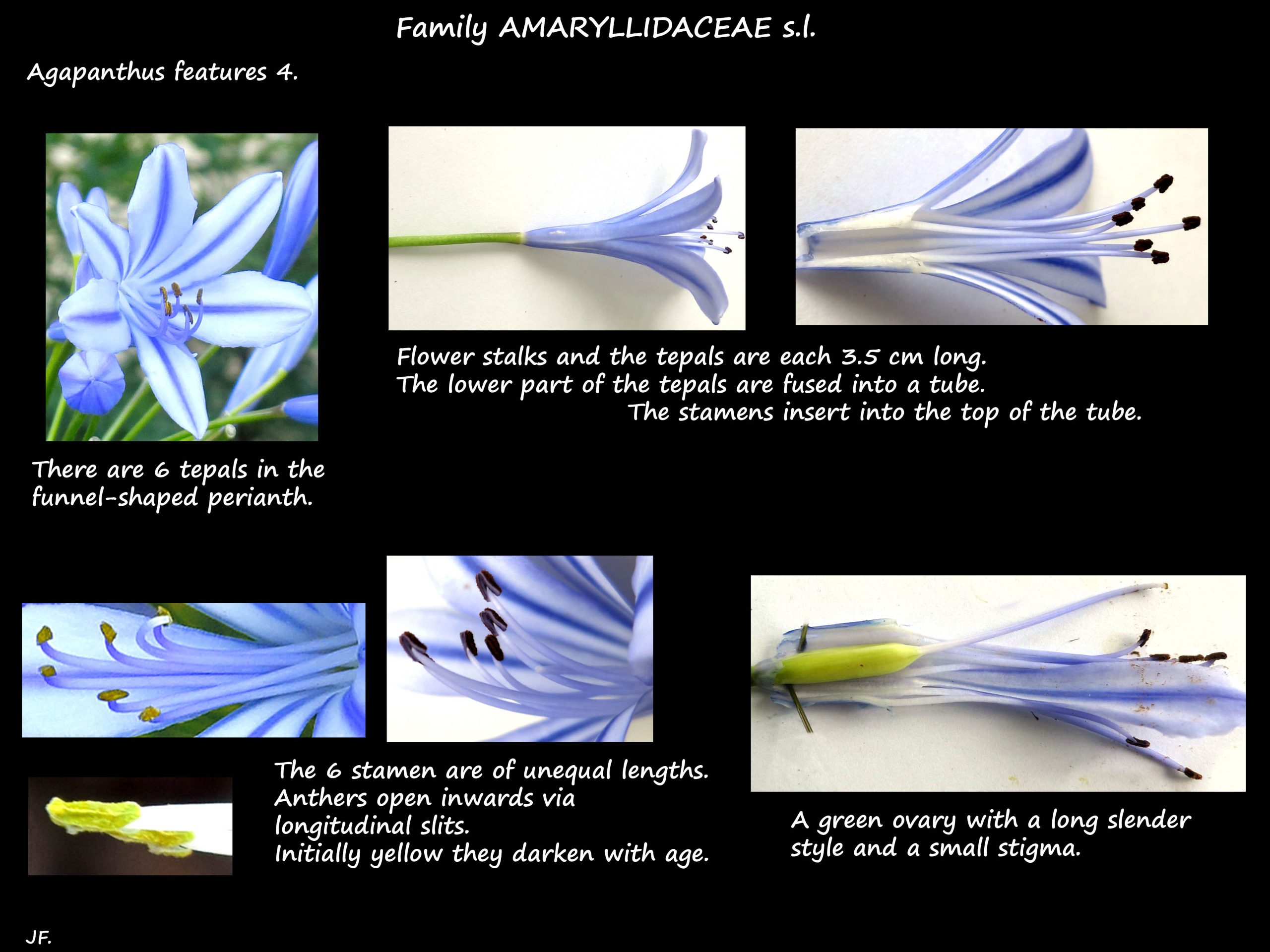 Agapanthus - Botany Brisbane