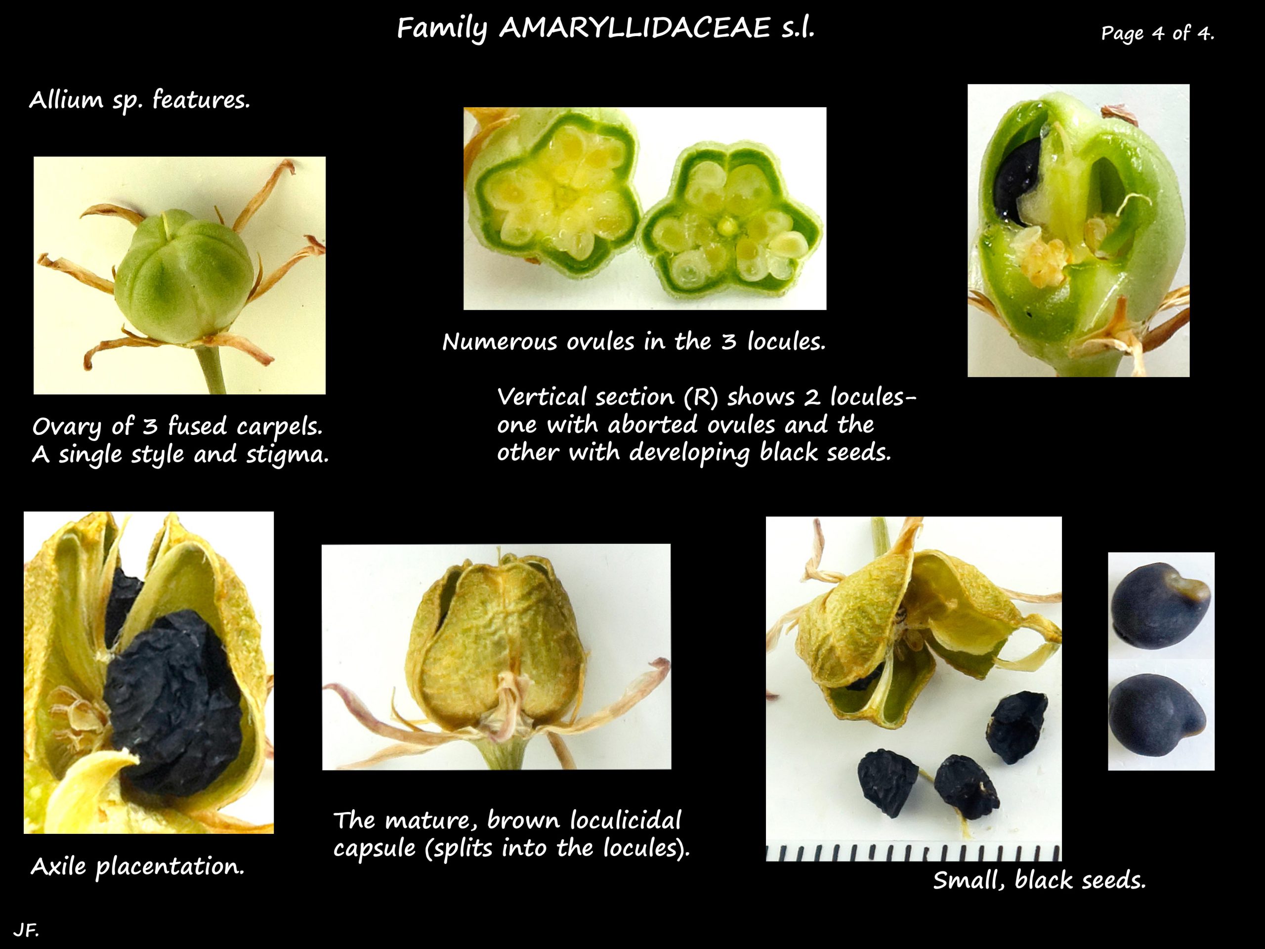 Allium - Botany Brisbane