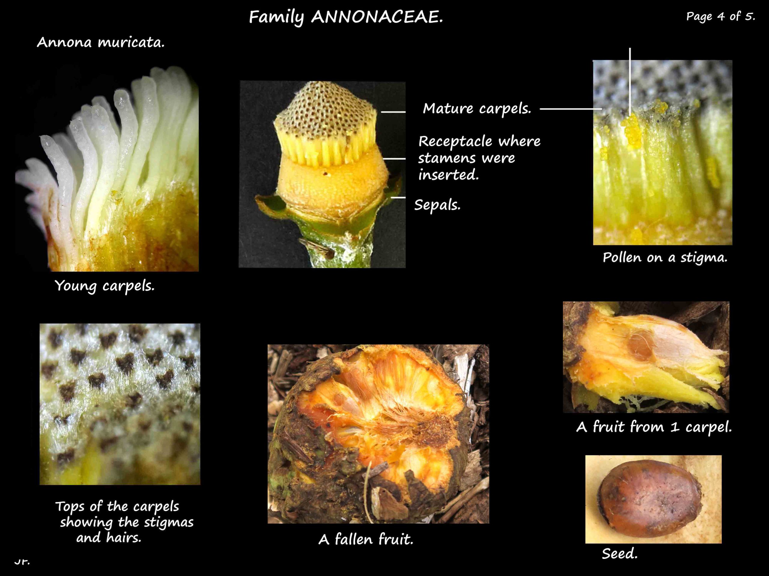 Annona muricata - Botany Brisbane