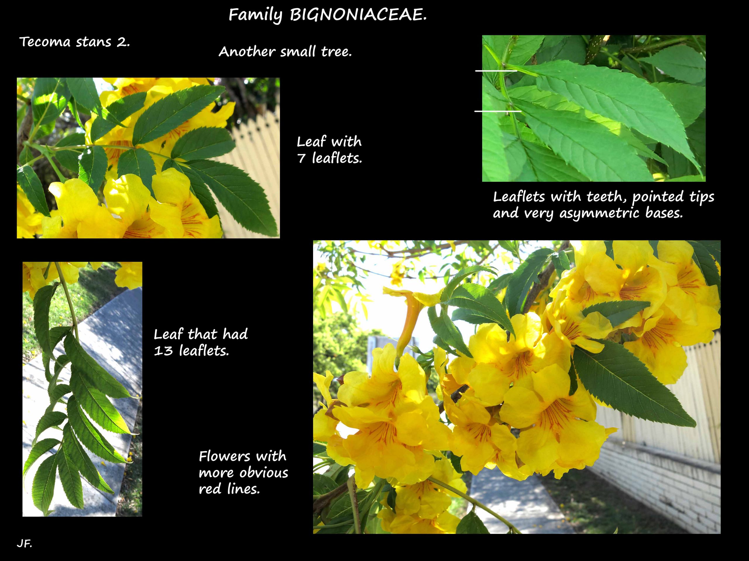 Tecoma stans - Botany Brisbane