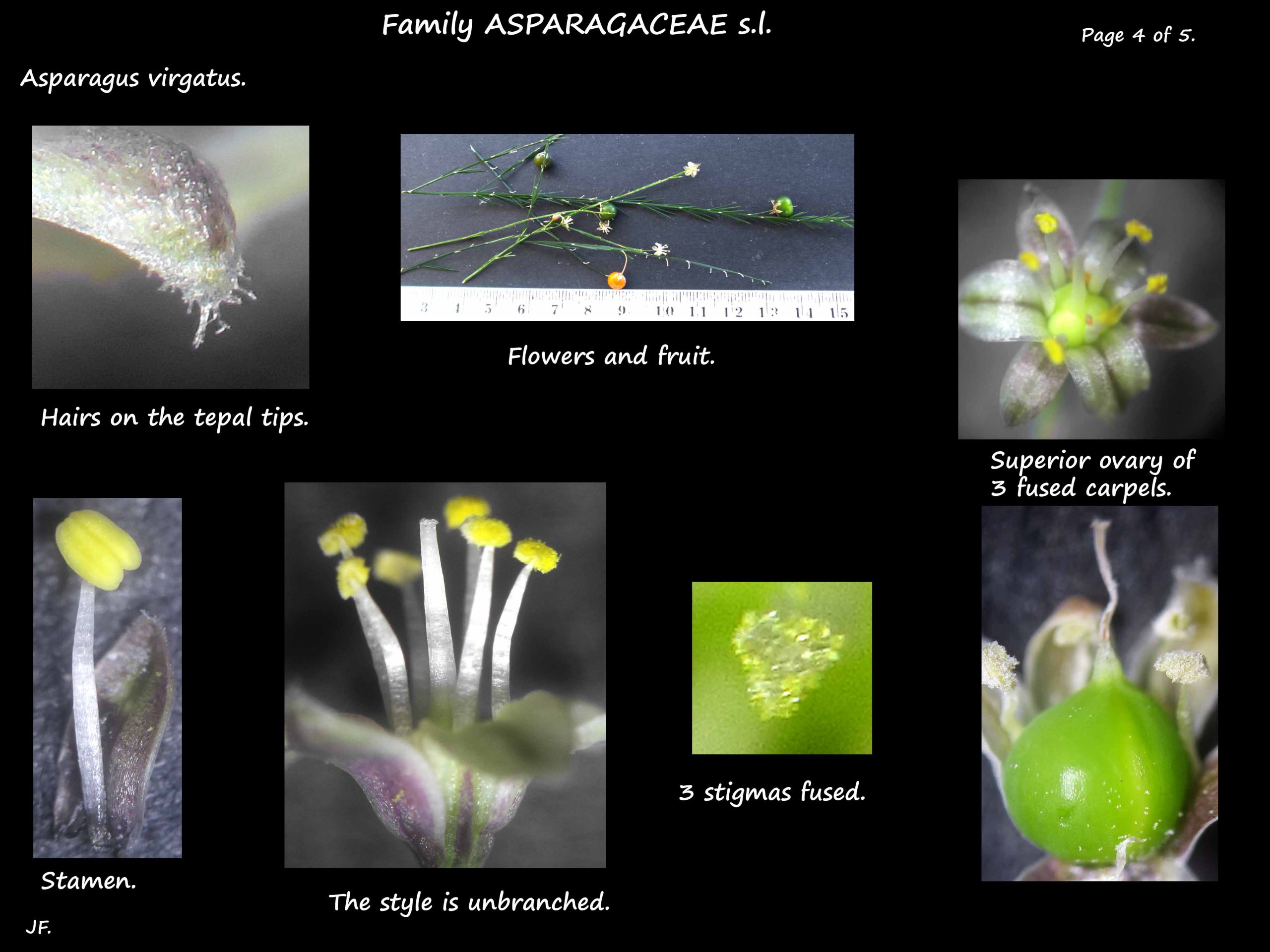 Asparagus virgatus - Botany Brisbane