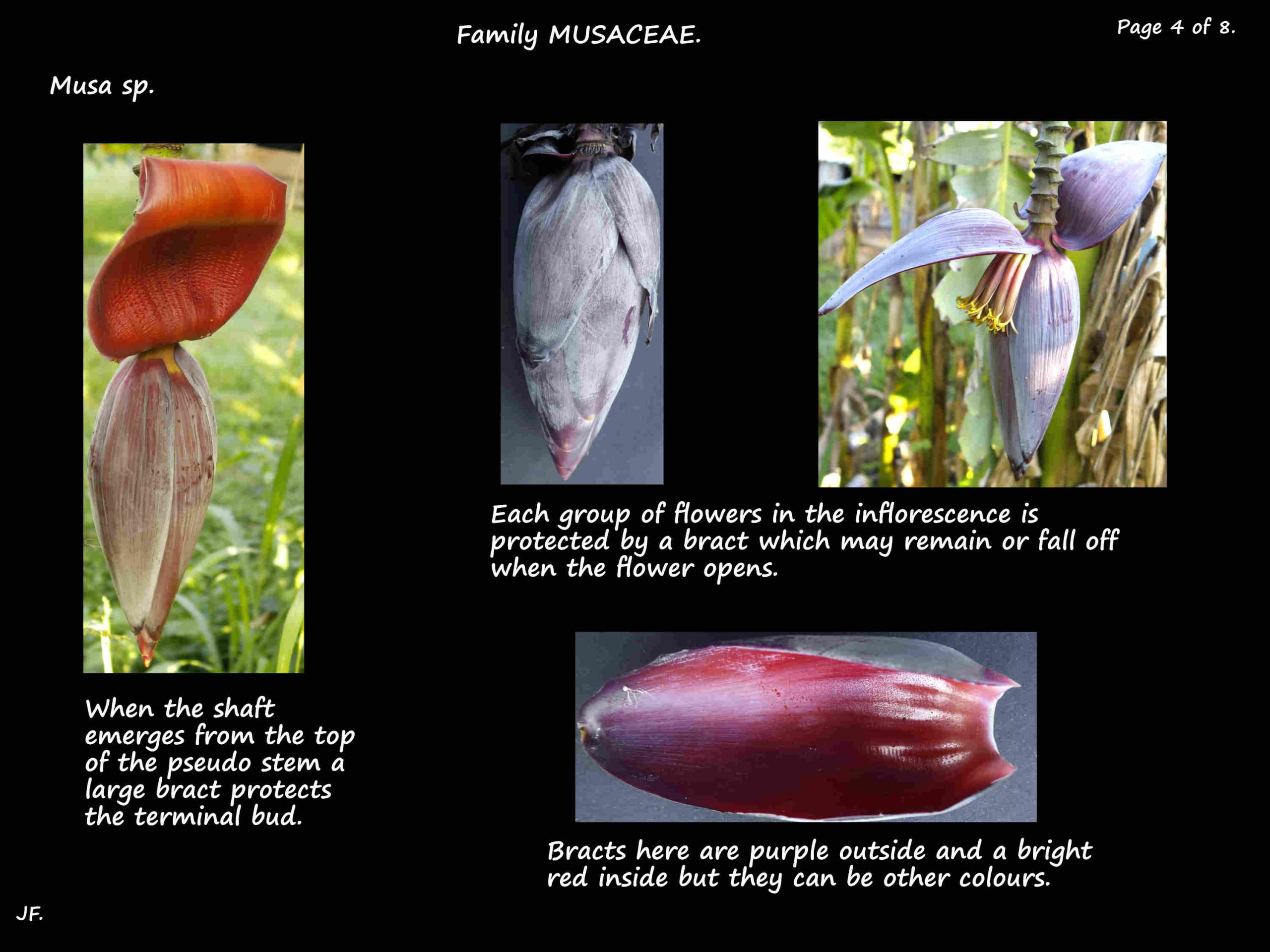 Musa - Botany Brisbane