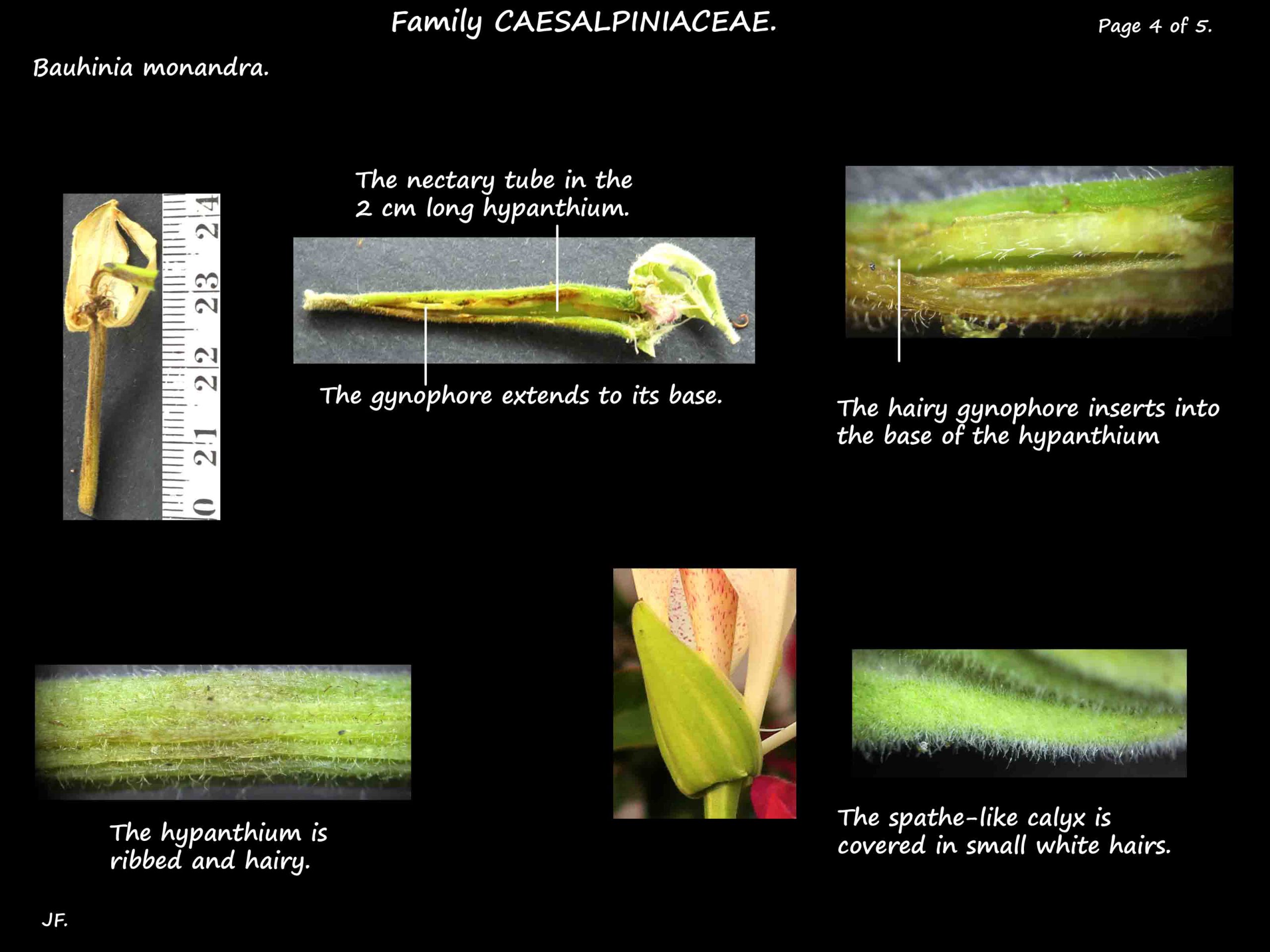 Bauhinia monandra - Botany Brisbane
