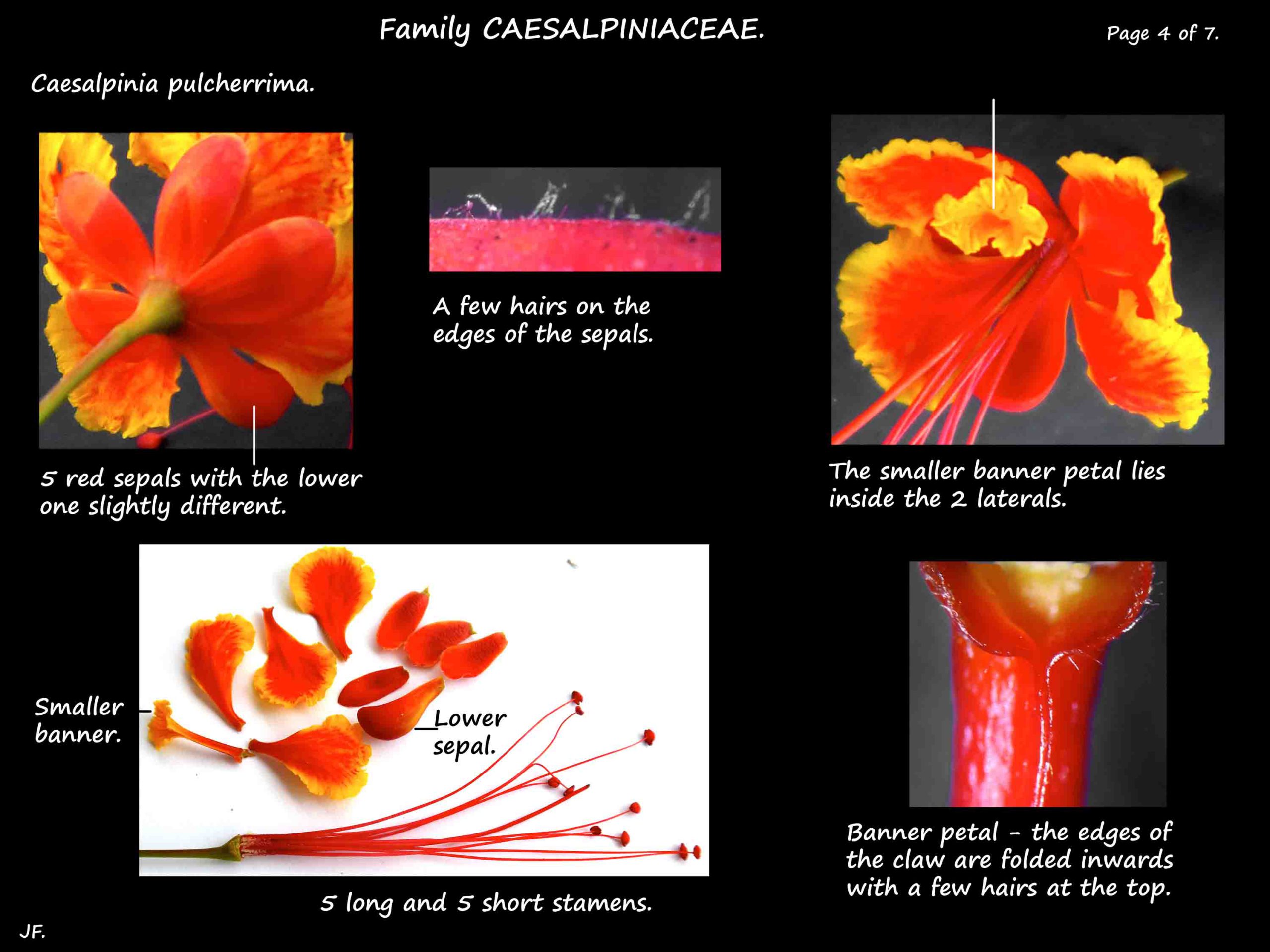 Caesalpinia pulcherrima - Botany Brisbane