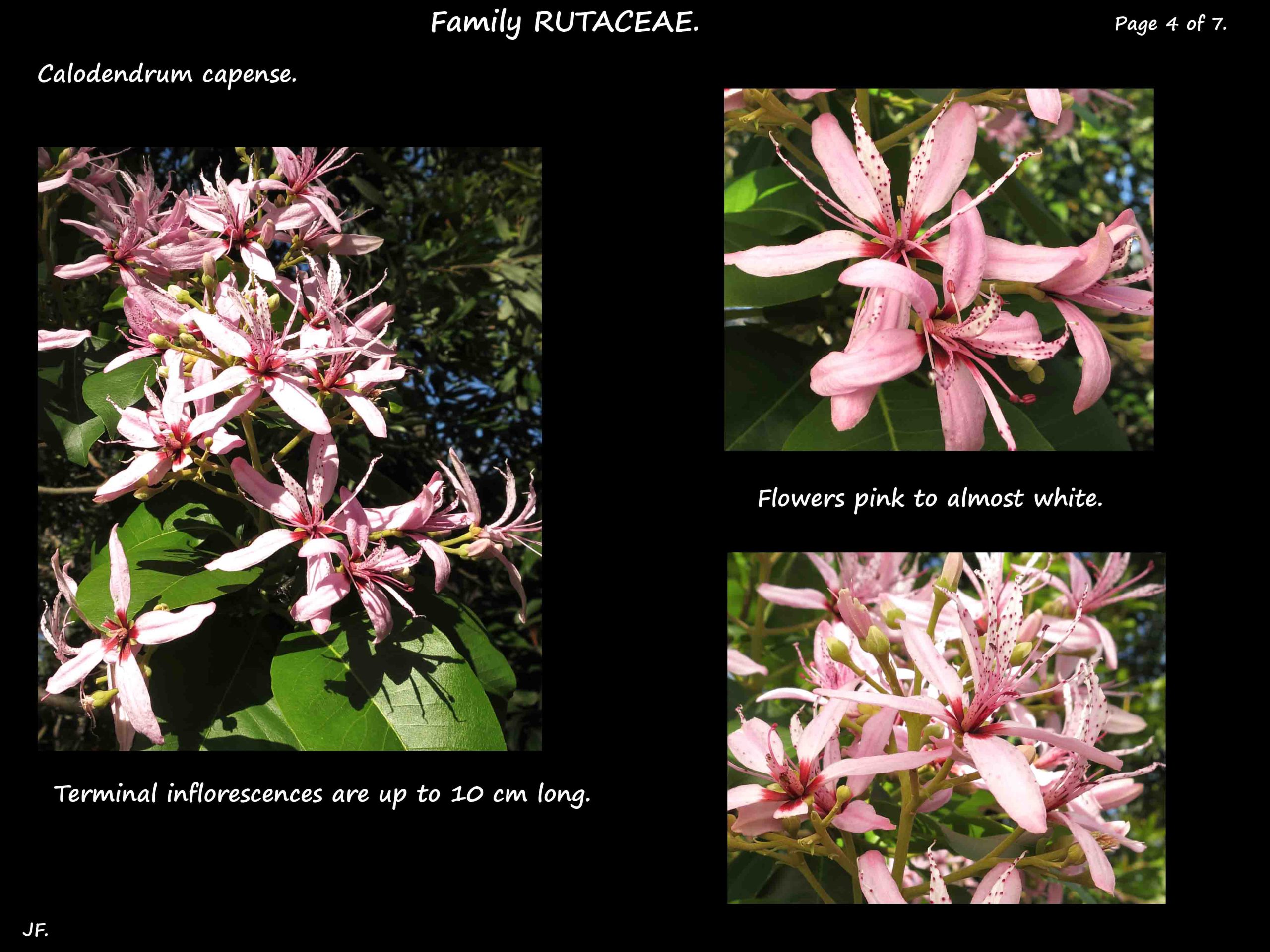 Calodendrum capense - Botany Brisbane