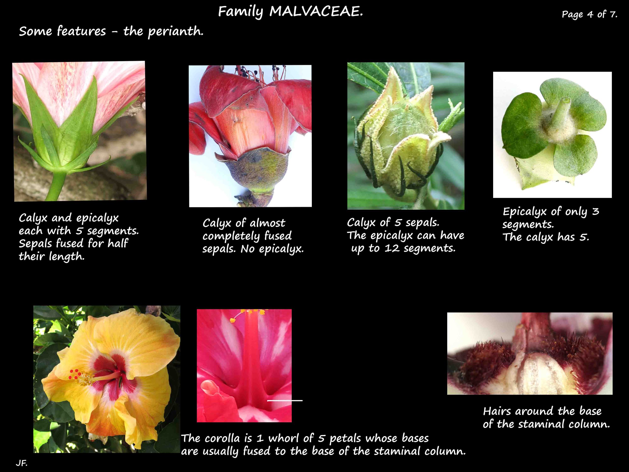 Malvaceae - Botany Brisbane