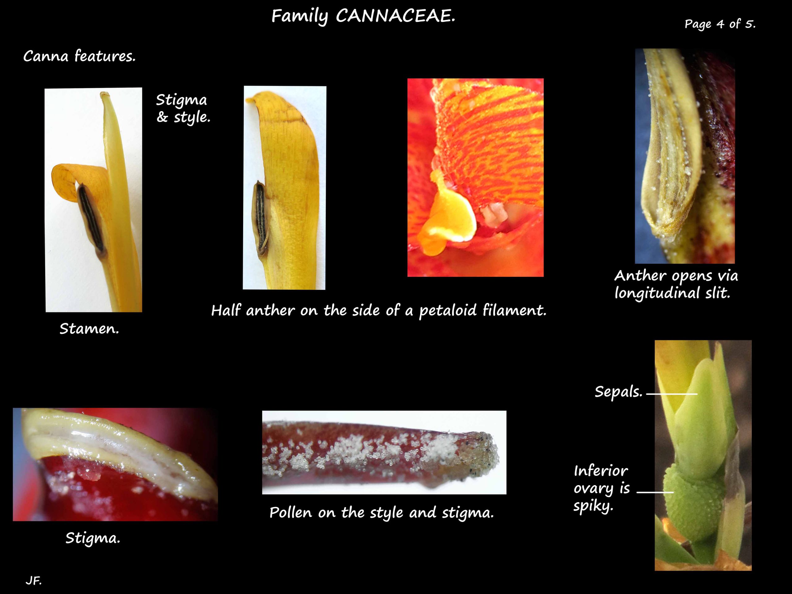 Cannaceae - Botany Brisbane