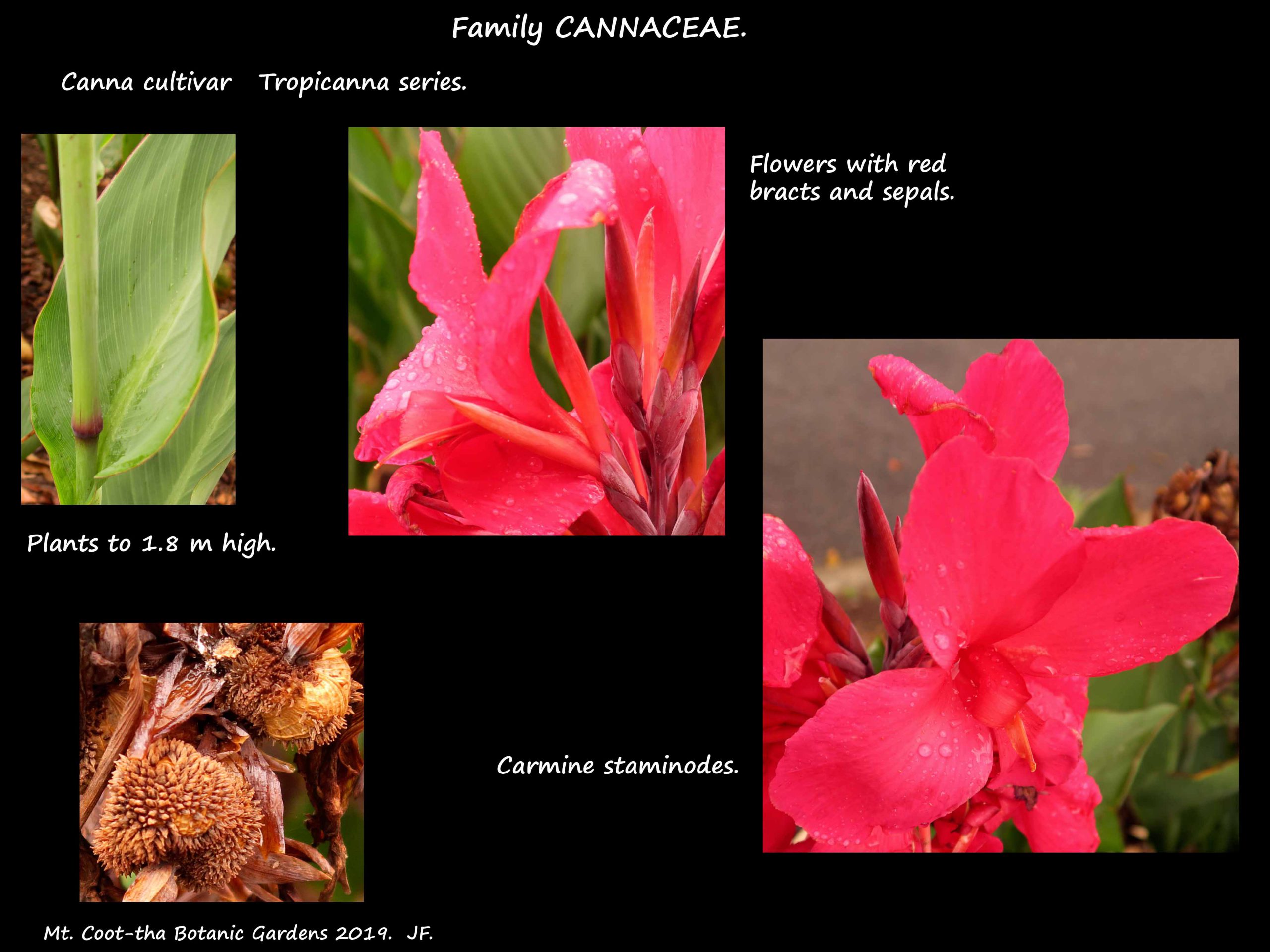Canna indica cultivars - Botany Brisbane