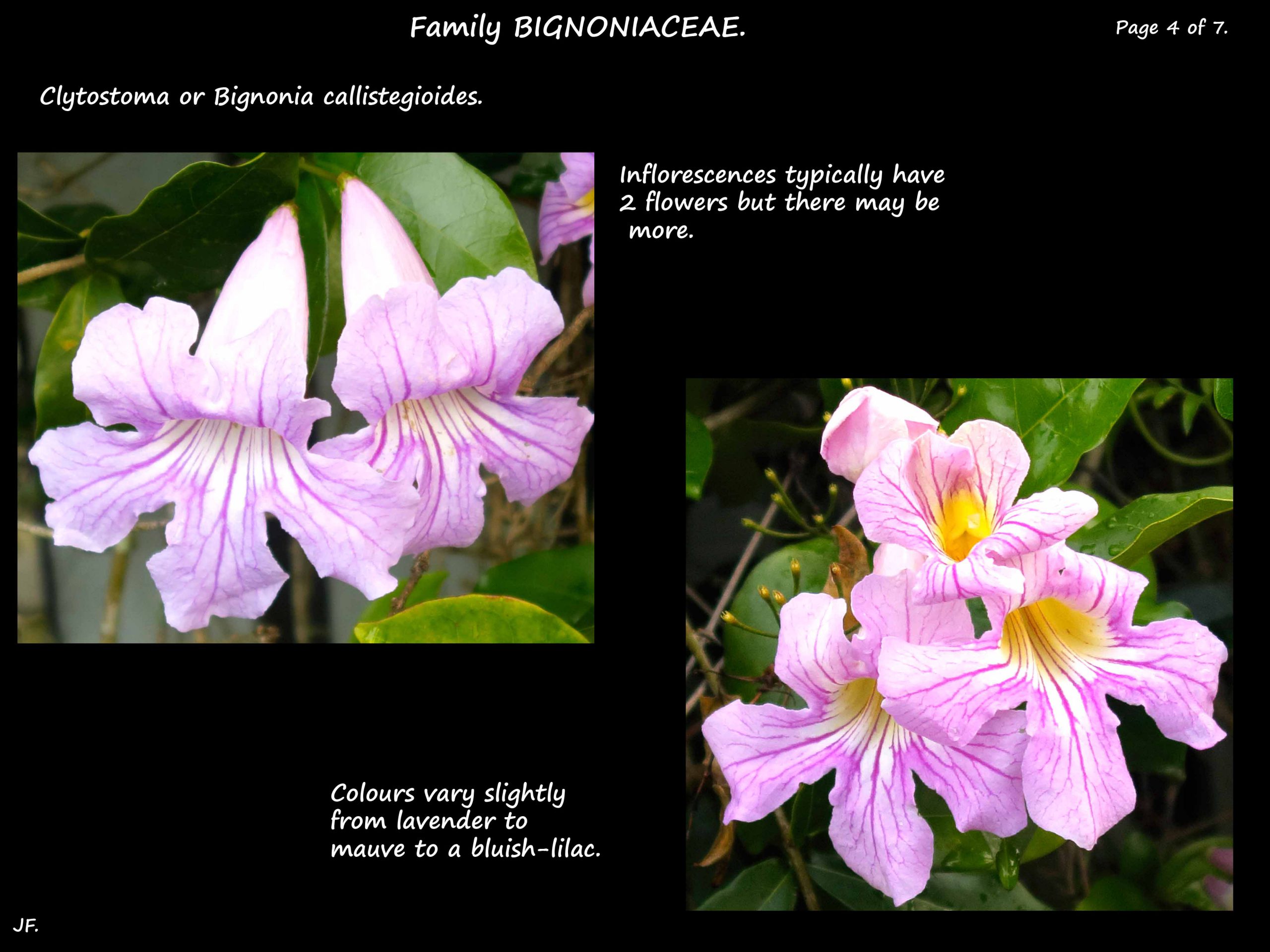 Clytostoma callistegioides - Botany Brisbane