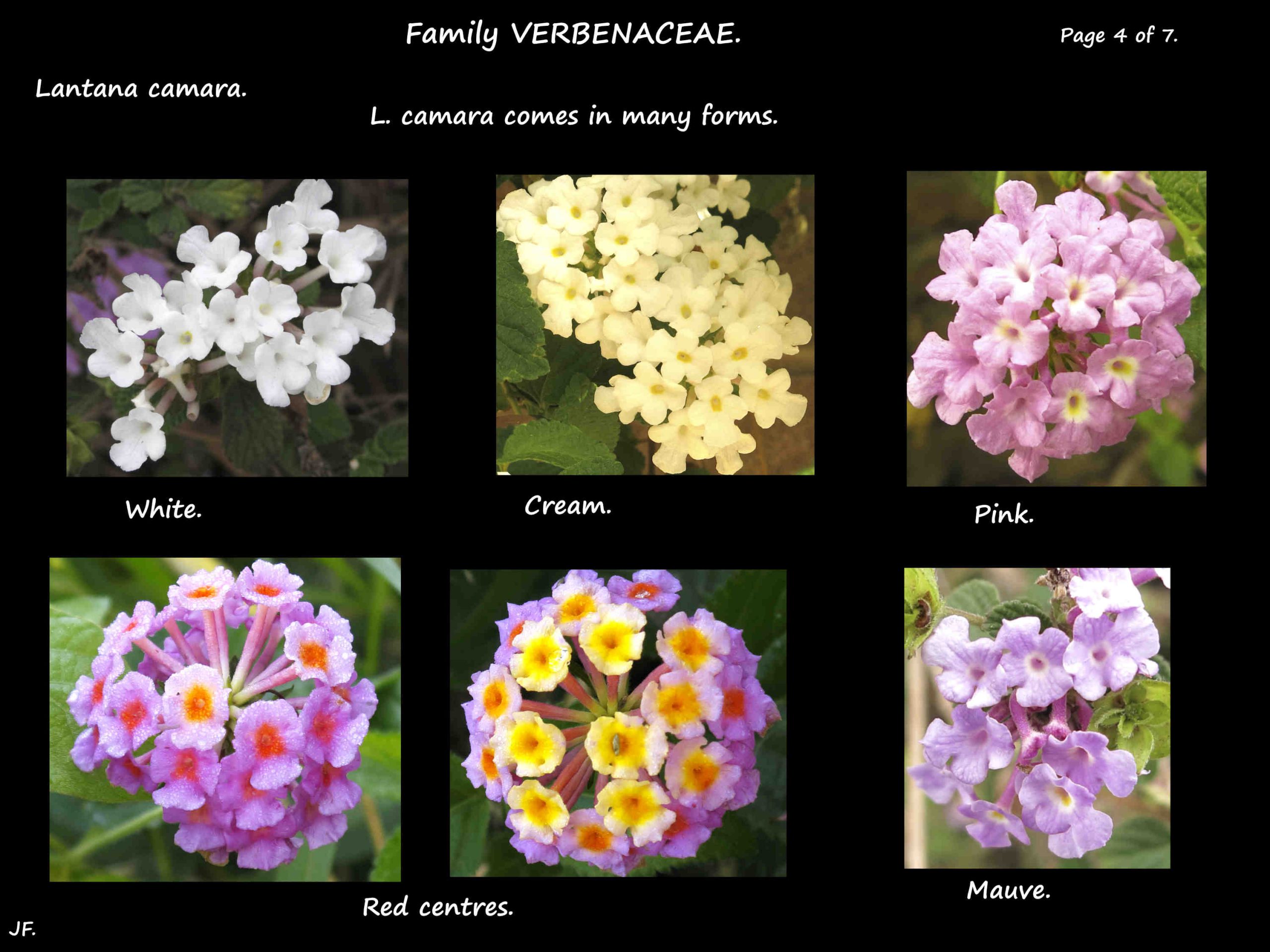 Lantana camara - Botany Brisbane