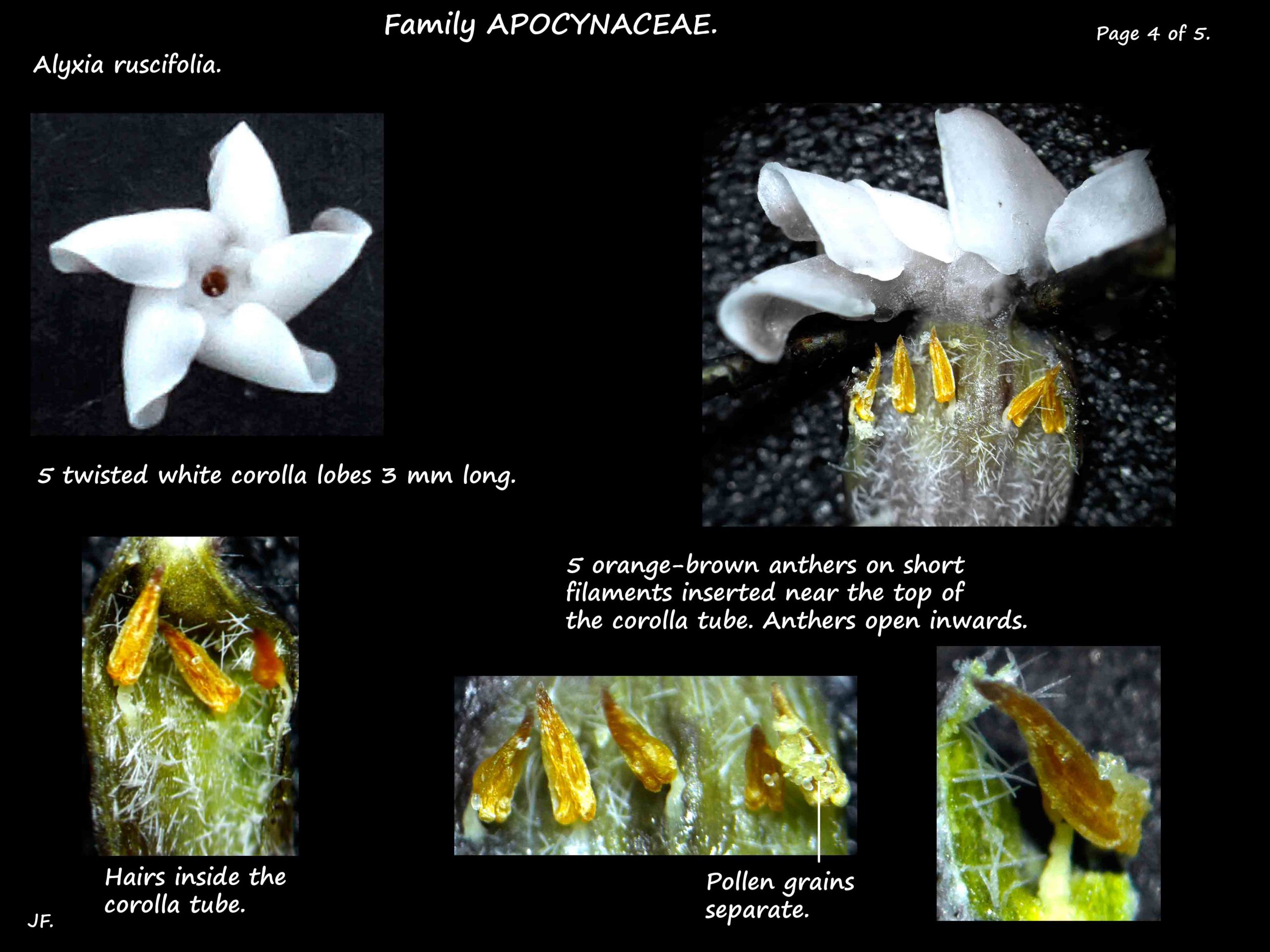 Alexia ruscifolia - Botany Brisbane