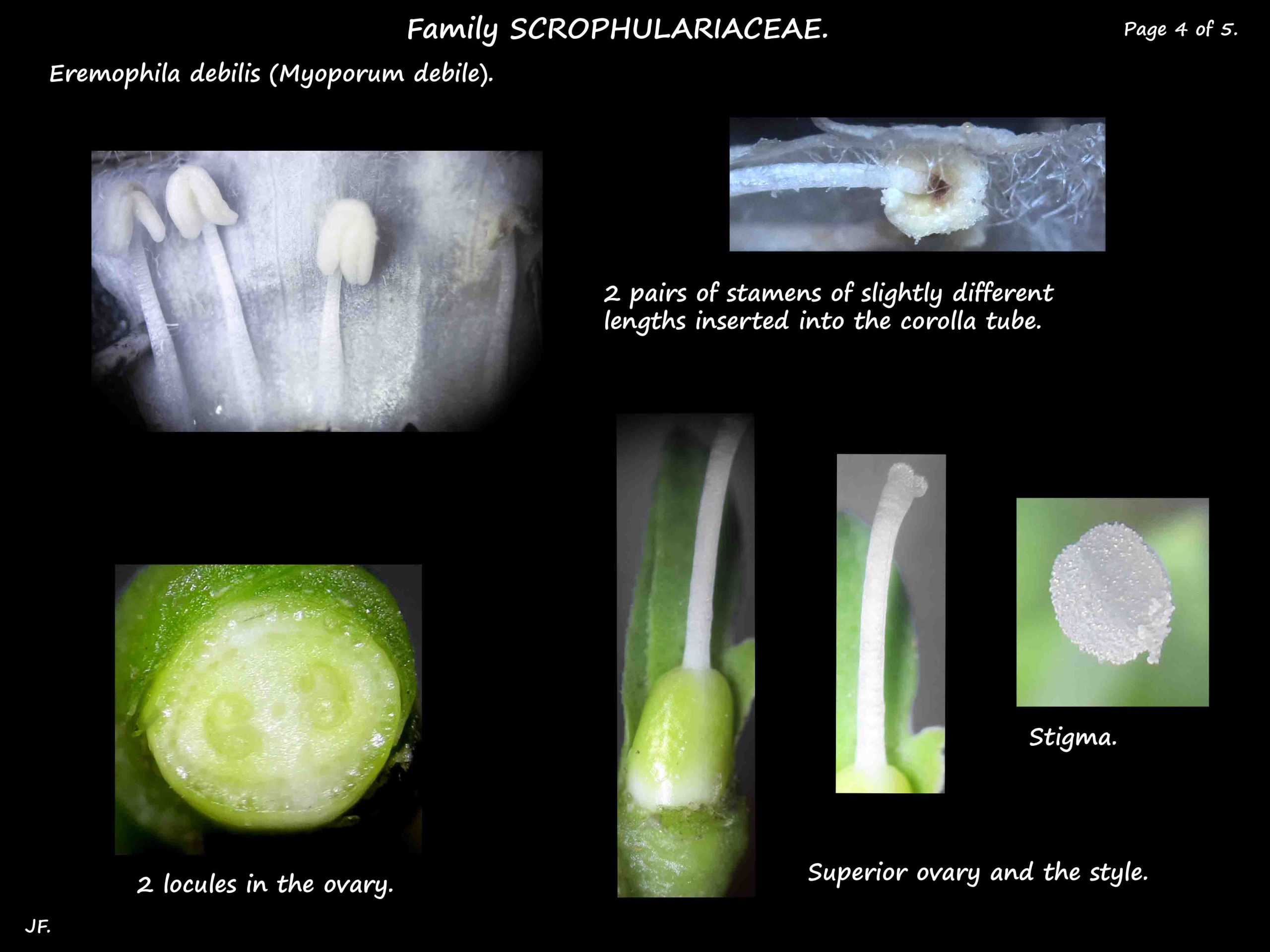 Eremophila debilis - Botany Brisbane