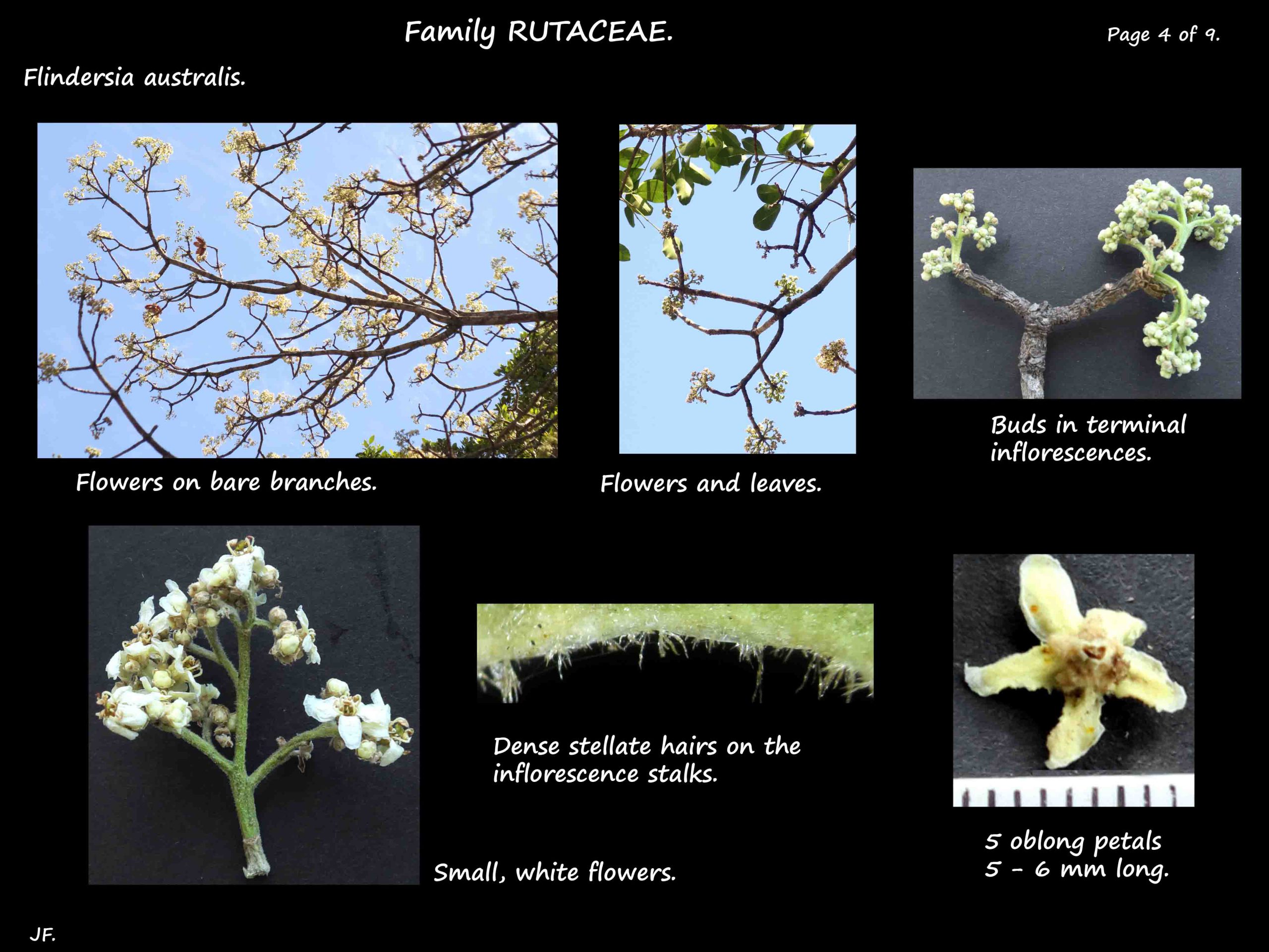 Flindersia australis - Botany Brisbane