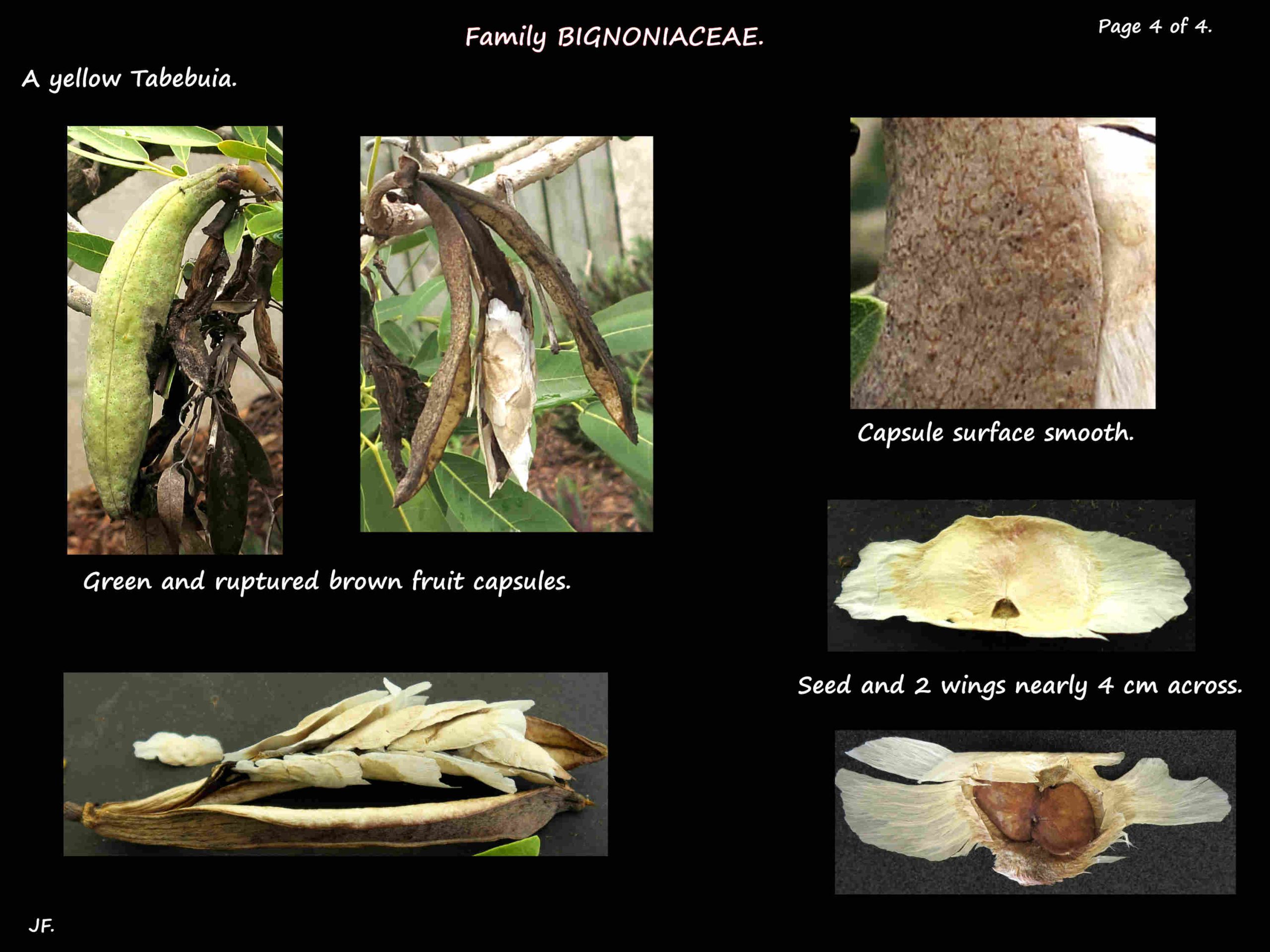 Tabebuia yellow - Botany Brisbane