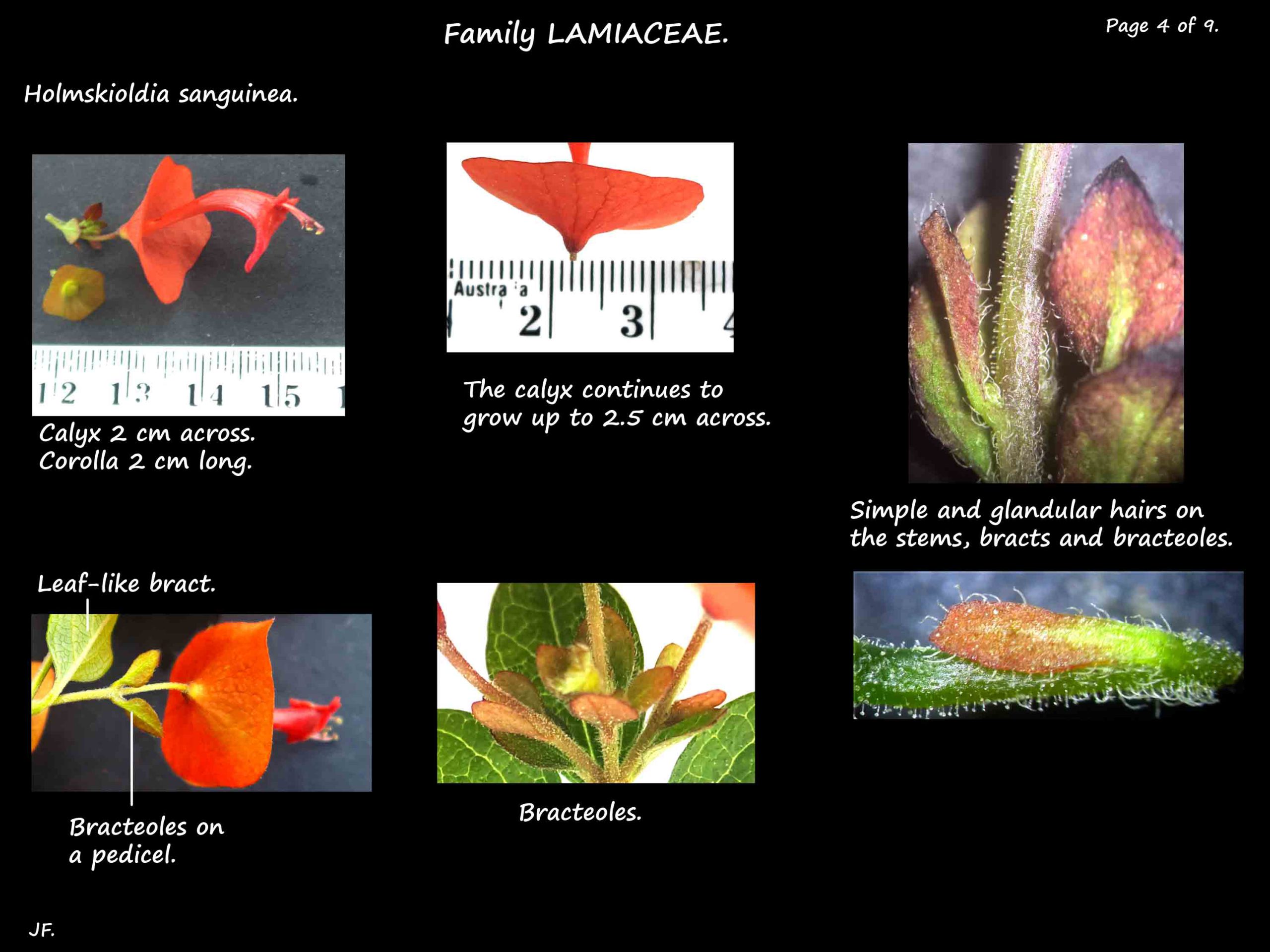 Holmskioldia sanguinea - Botany Brisbane