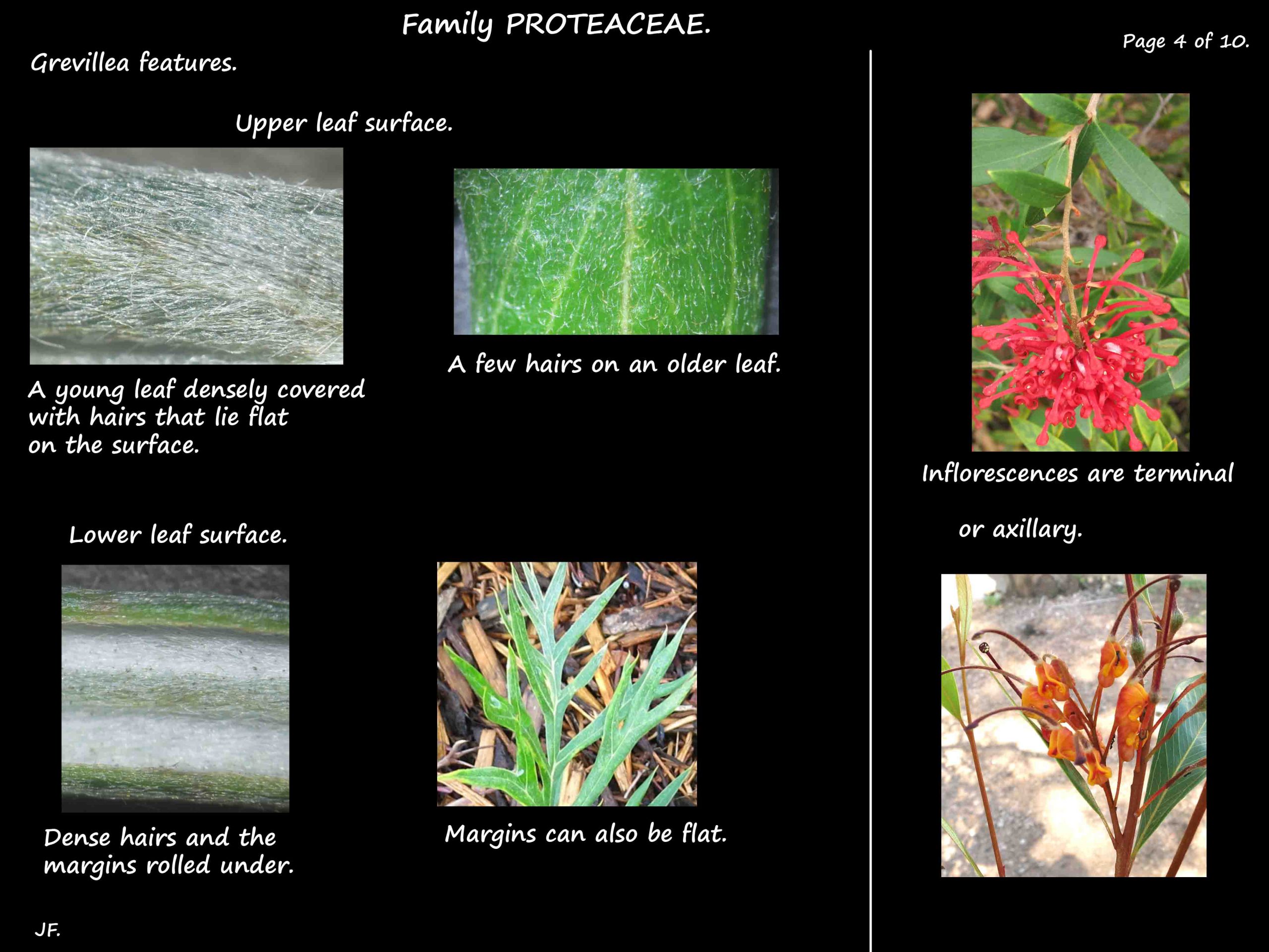 Grevillea - Botany Brisbane