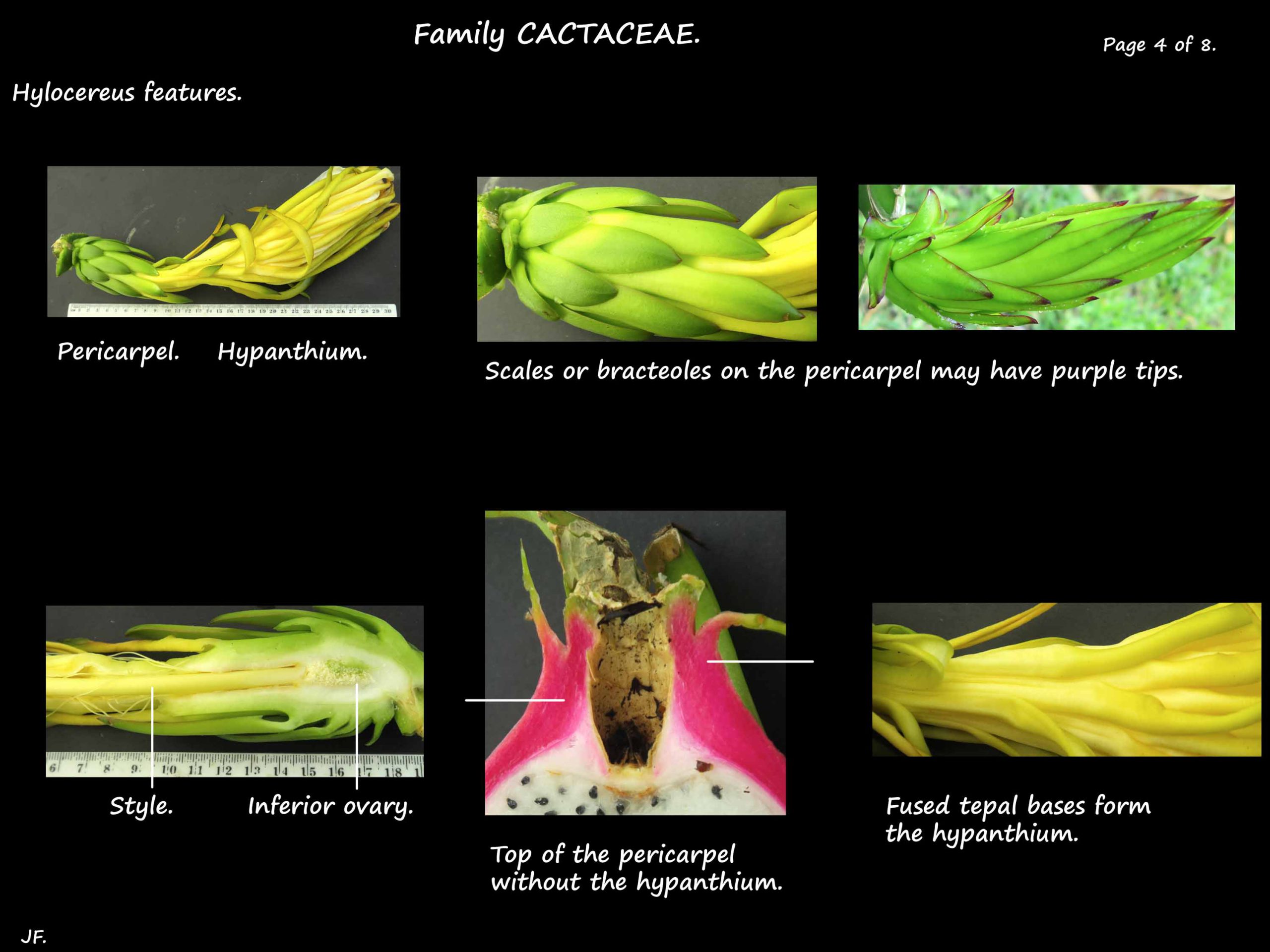 Hylocereus - Botany Brisbane