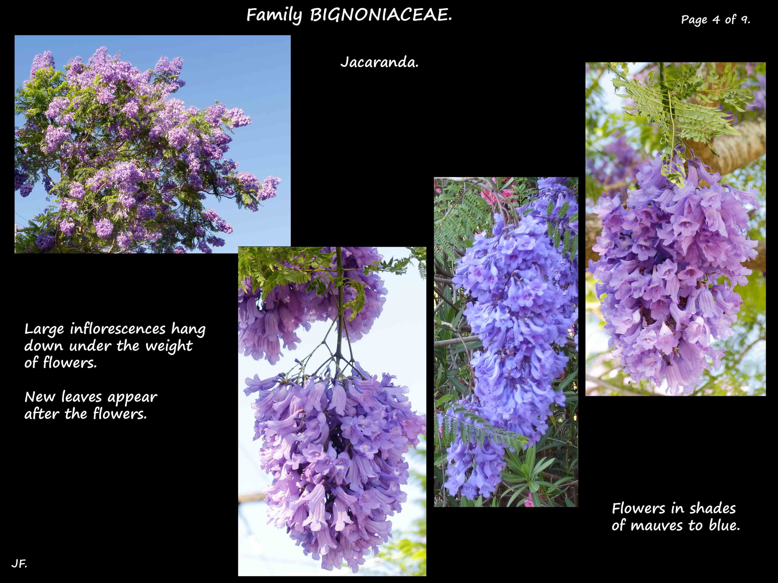 Jacaranda - Botany Brisbane